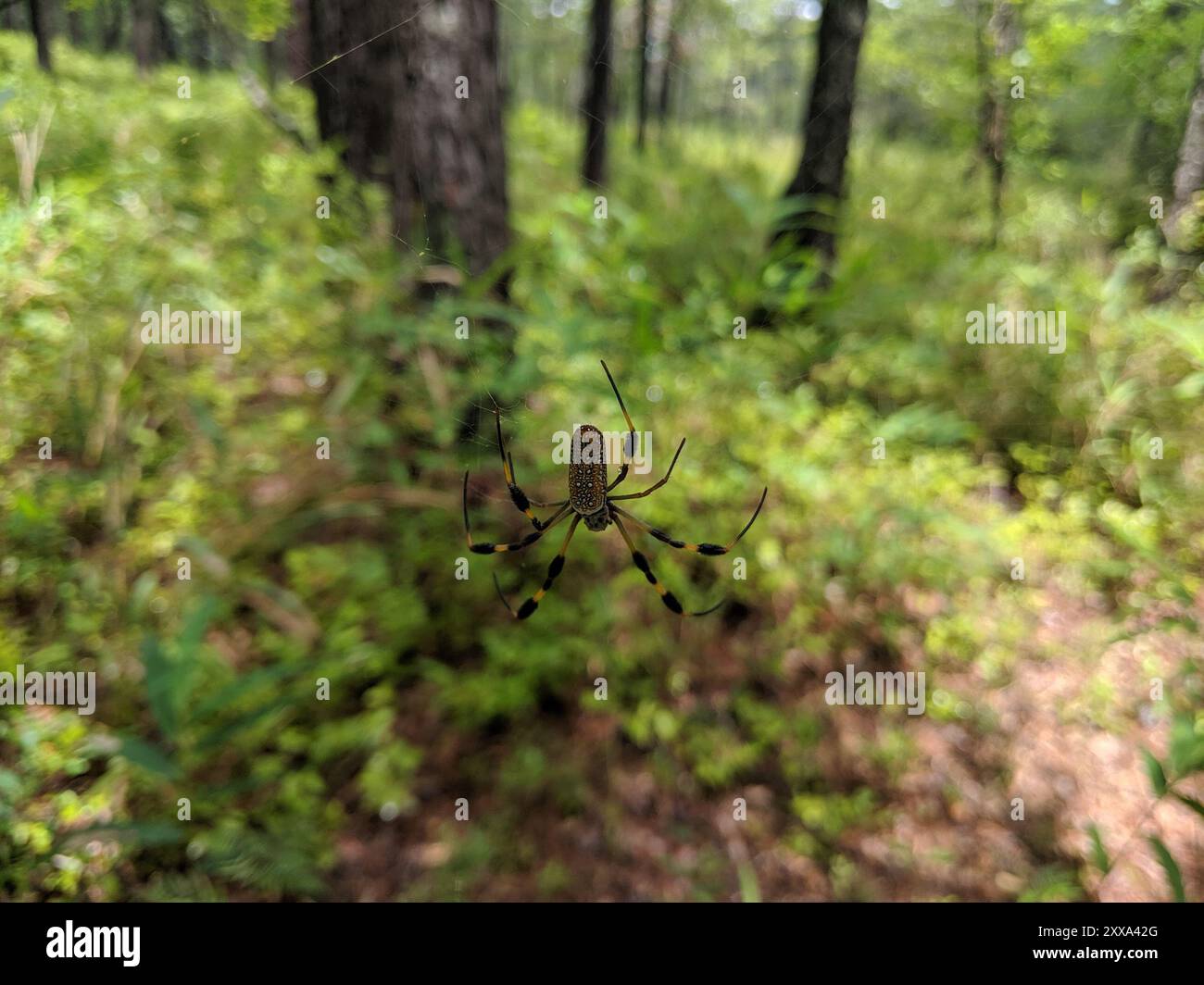 Golden Silk Spider (Trichonephila clavipes) Arachnida Stock Photo - Alamy