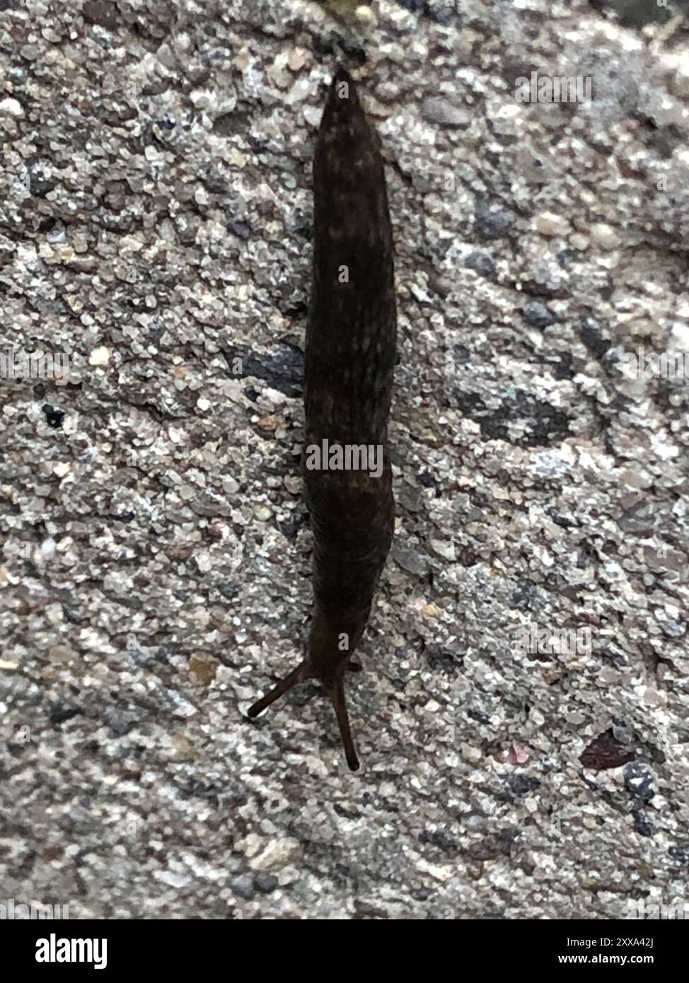 Milky Slug (Deroceras reticulatum) Mollusca Stock Photo - Alamy