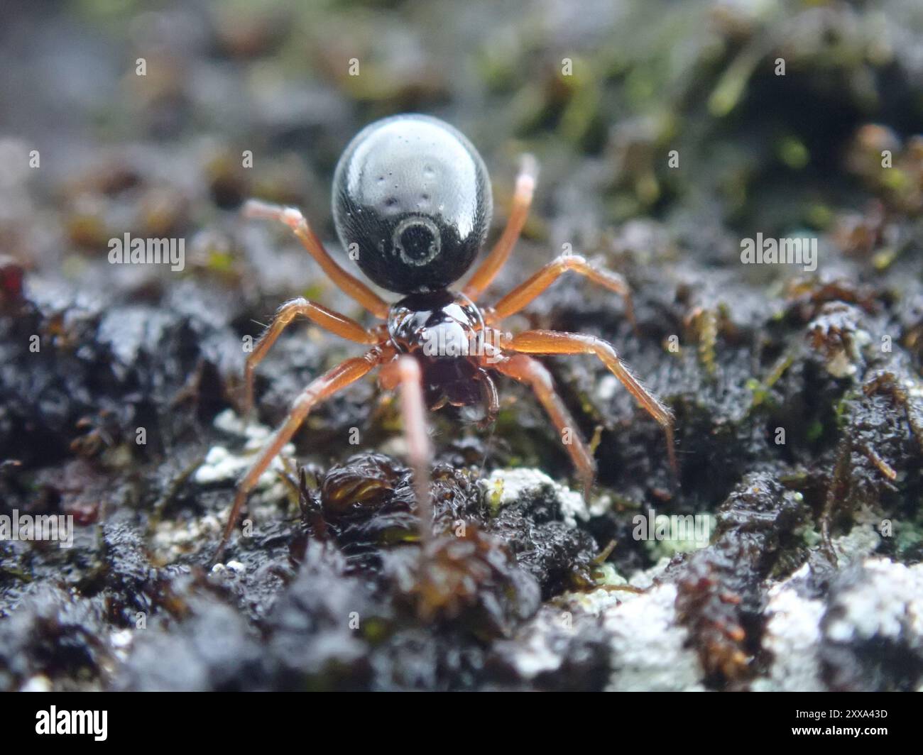 Typical Spiders (Araneomorphae) Arachnida Stock Photo - Alamy