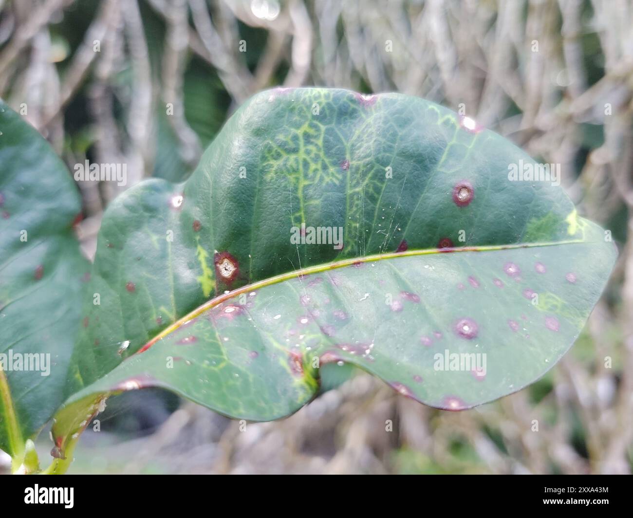 Passalora hi-res stock photography and images - Alamy