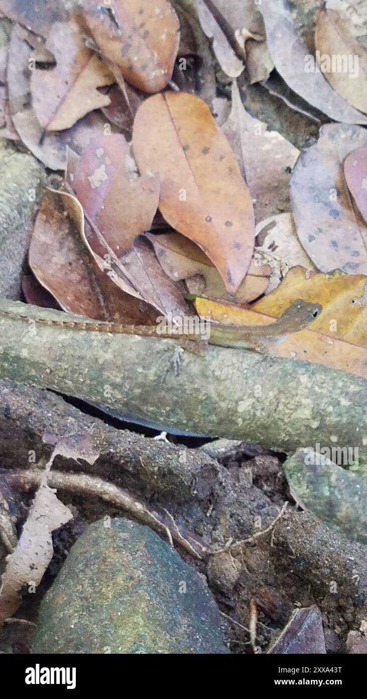 Anolis oculatus hi-res stock photography and images - Alamy