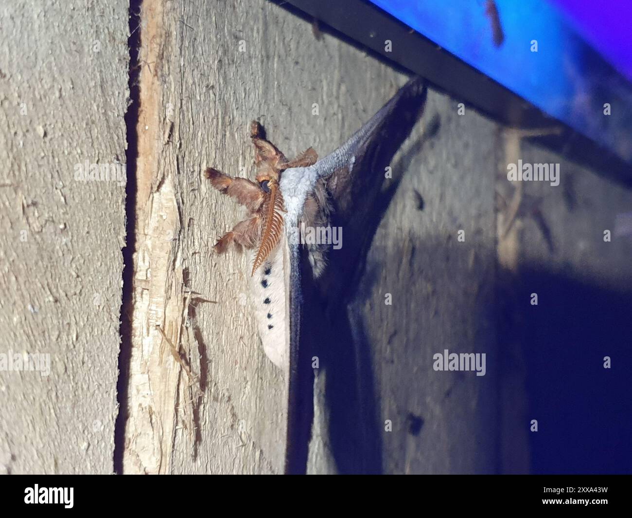 Emperor Gum Moth (Opodiphthera eucalypti) Insecta Stock Photo - Alamy