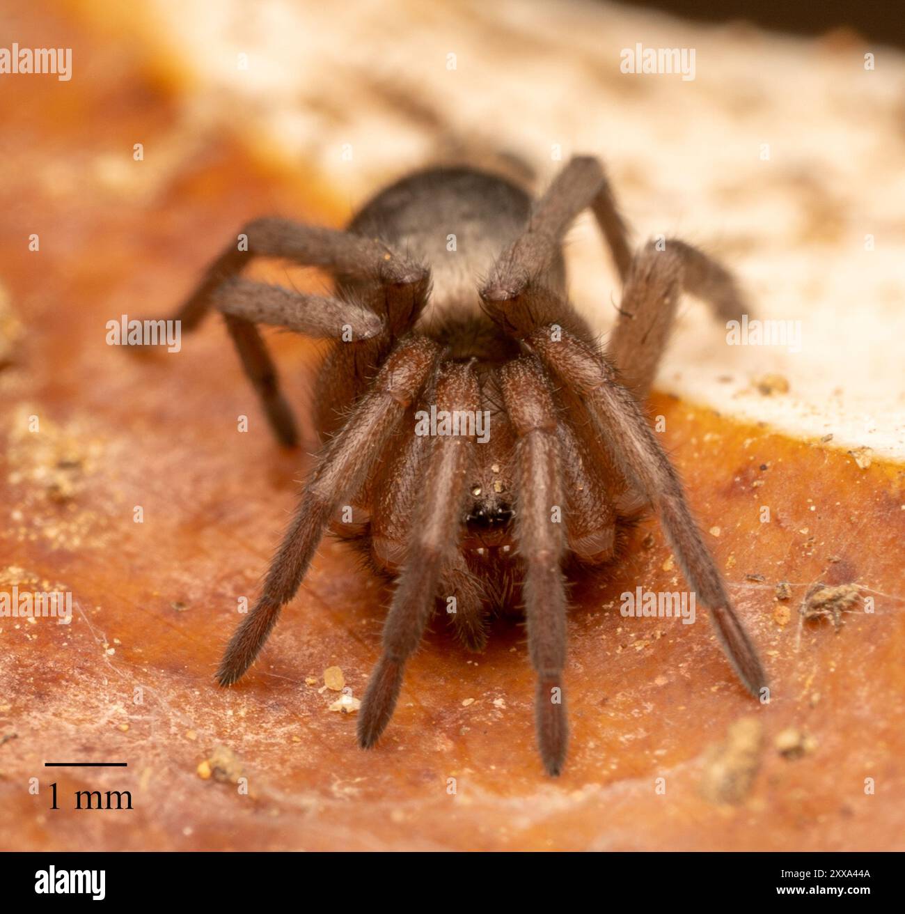 Stealthy Ground Spiders (Gnaphosidae) Arachnida Stock Photo - Alamy