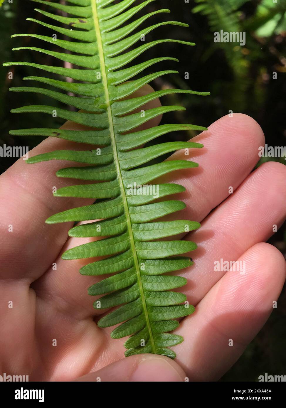 false staghorn fern (Dicranopteris linearis) Plantae Stock Photo - Alamy
