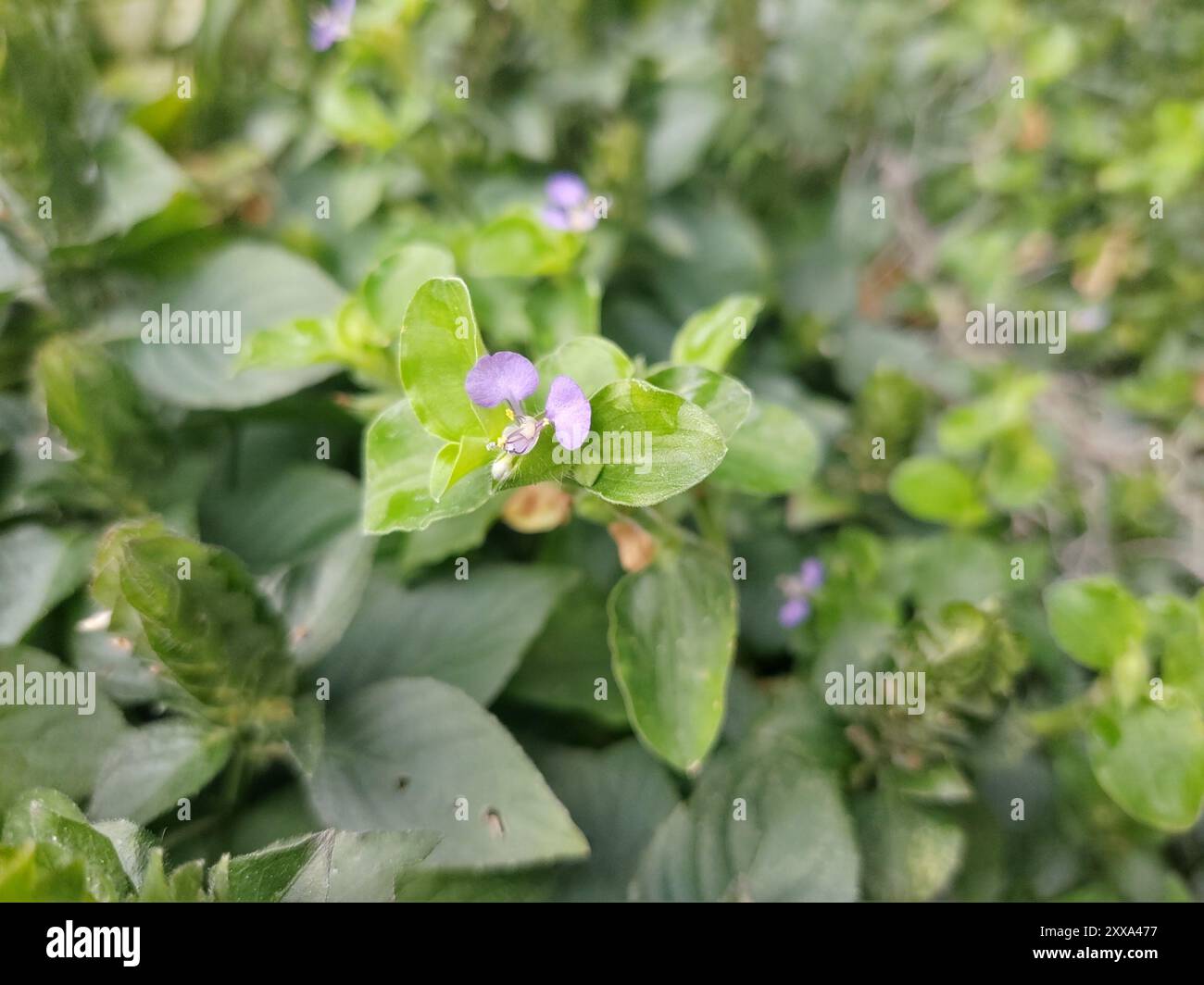 tropical spiderwort (Commelina benghalensis) Plantae Stock Photo - Alamy
