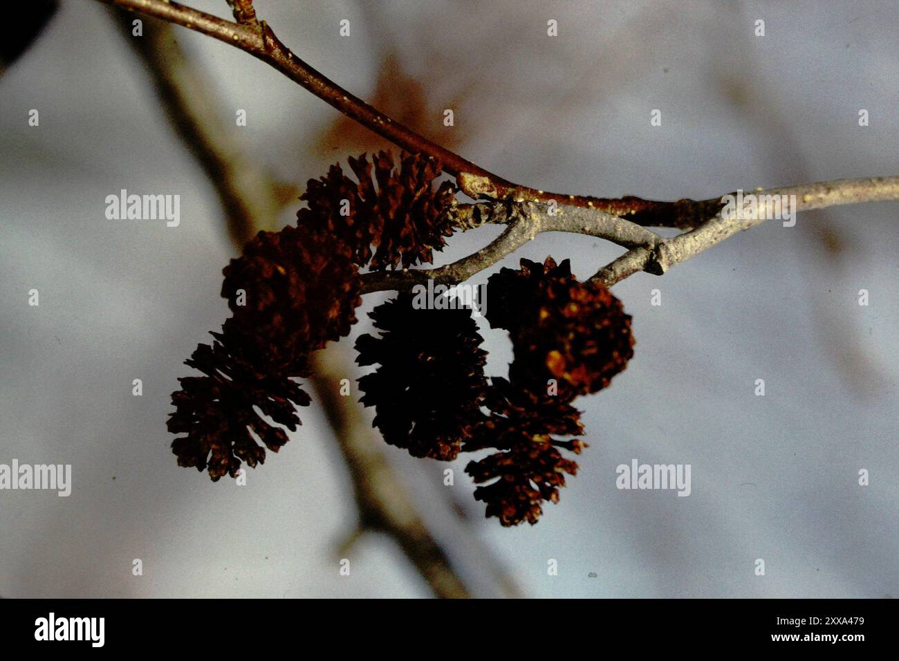 grey alder (Alnus incana) Plantae Stock Photo - Alamy
