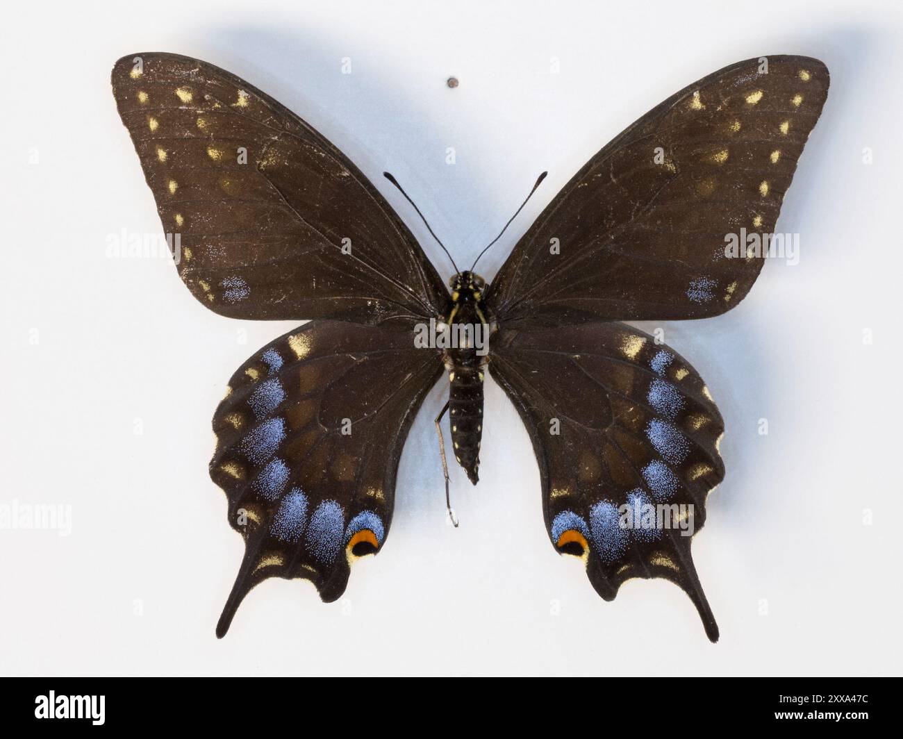(Papilio bairdii bairdii) Insecta Stock Photo - Alamy