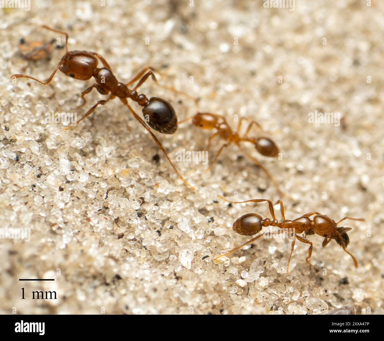 Red Imported Fire Ant (Solenopsis invicta) Insecta Stock Photo - Alamy