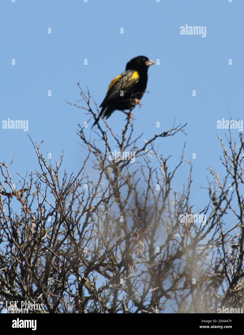 Yellow Bishop (Euplectes capensis) Aves Stock Photo - Alamy