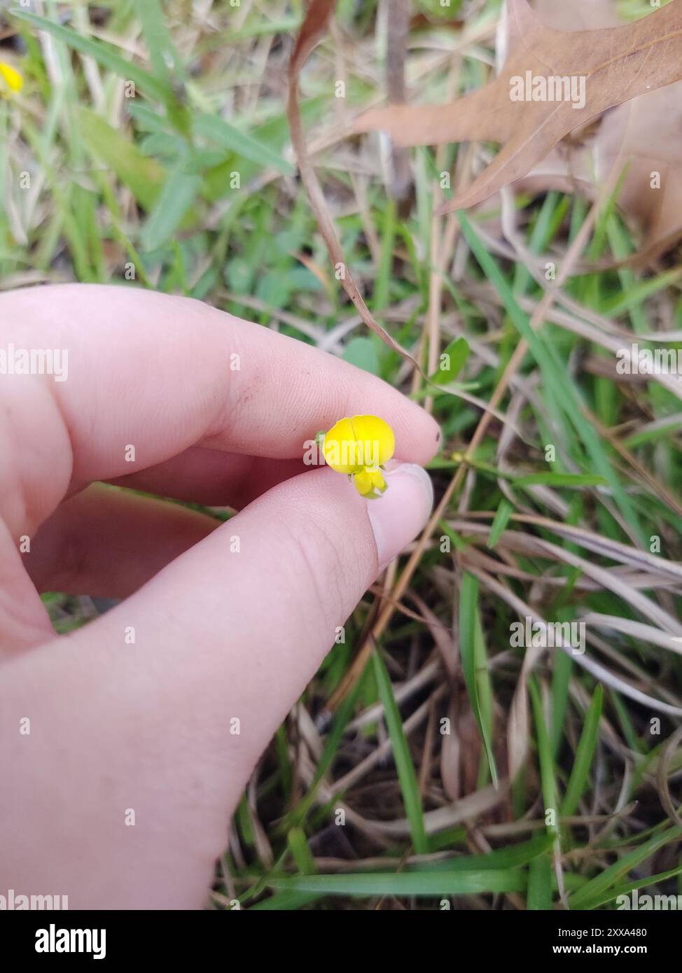 Rabbitbells (Crotalaria rotundifolia) Plantae Stock Photo - Alamy
