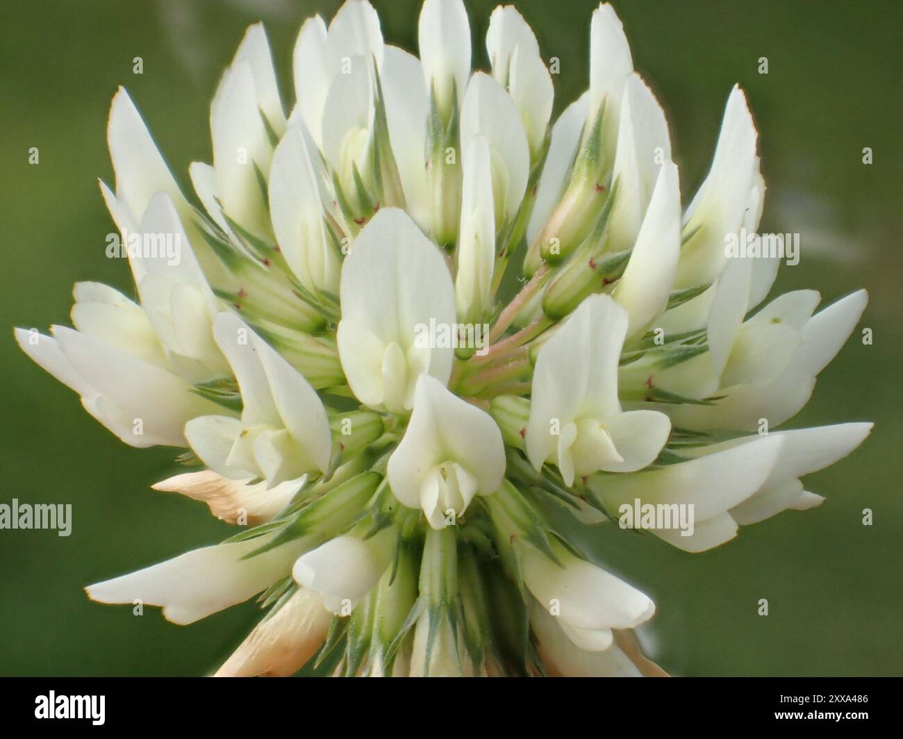 white clover (Trifolium repens) Plantae Stock Photo - Alamy
