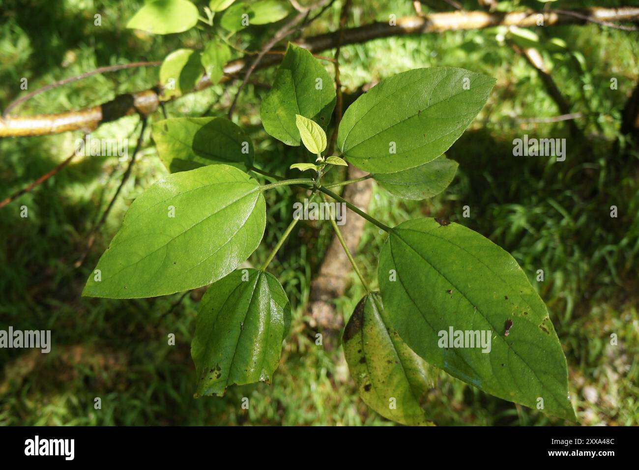 Pipturus hi-res stock photography and images - Alamy