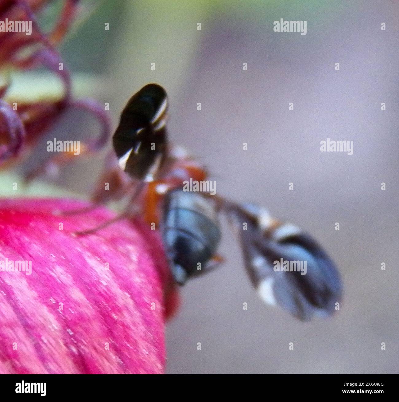 Common Picture-winged Fly (Delphinia picta) Insecta Stock Photo - Alamy