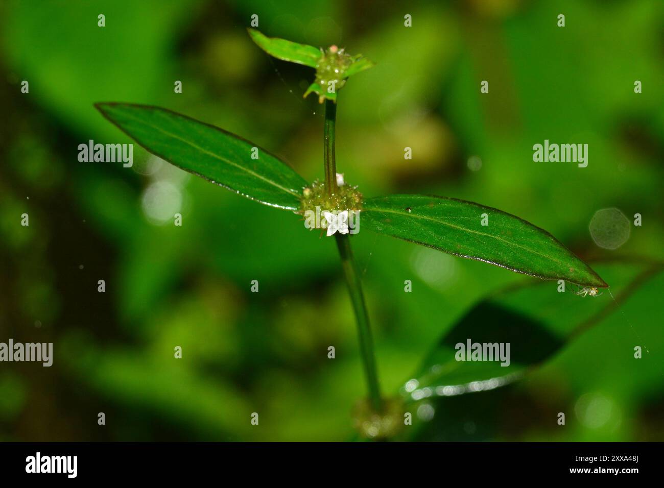 Woodland false buttonweed (Spermacoce remota) Plantae Stock Photo - Alamy