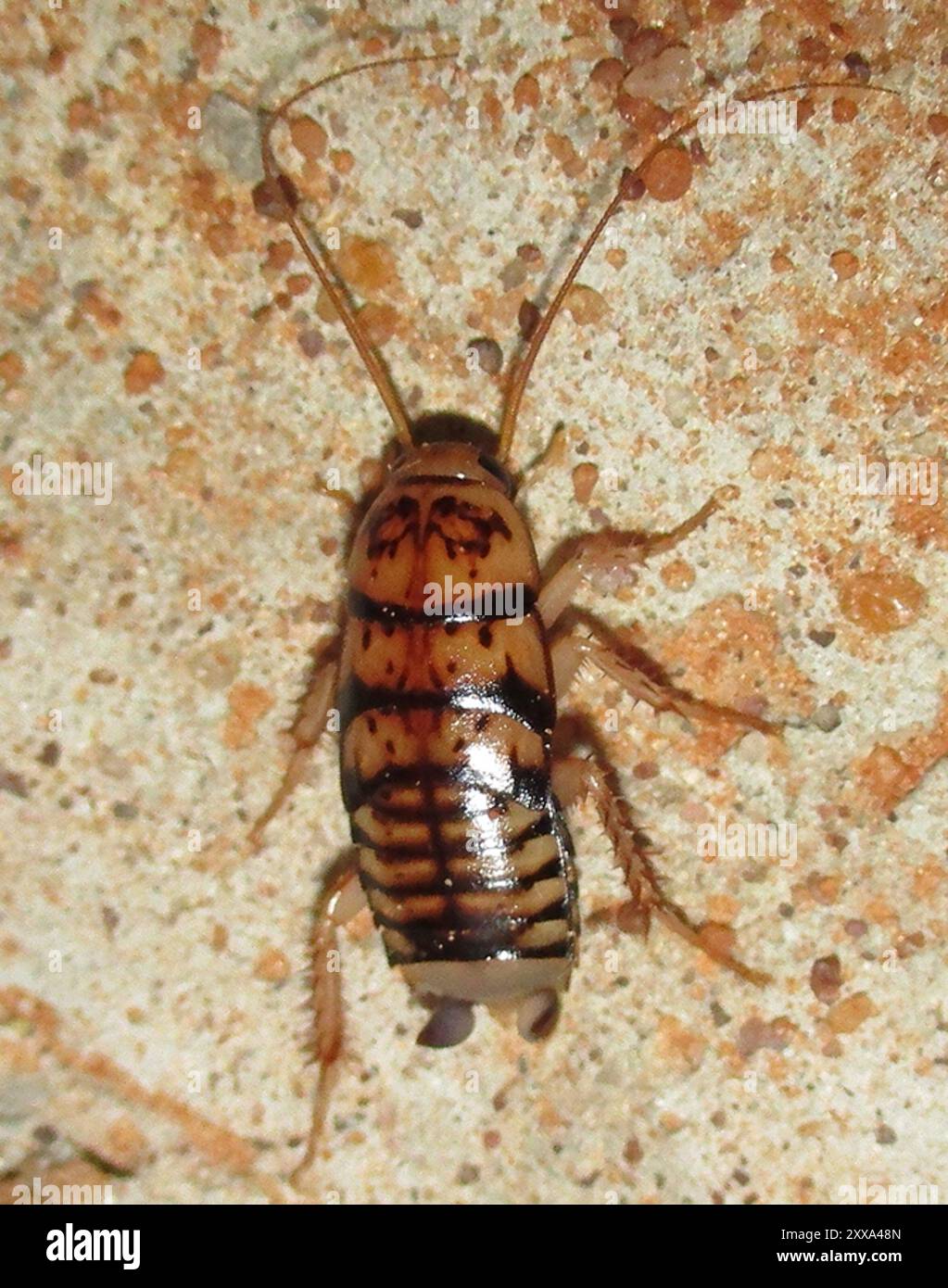 Household Cockroaches (Blattidae) Insecta Stock Photo - Alamy