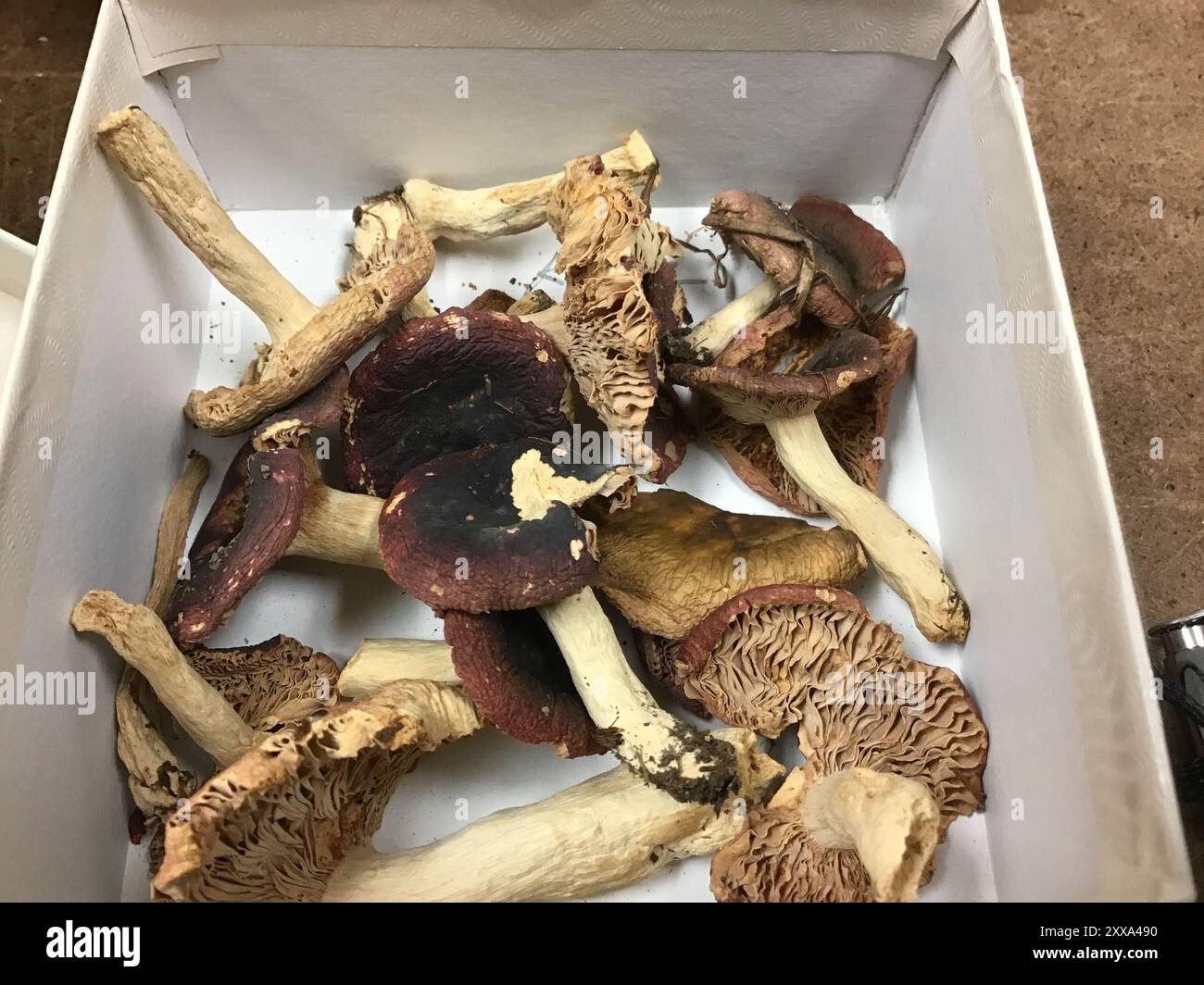 Russula fragilis hi-res stock photography and images - Alamy