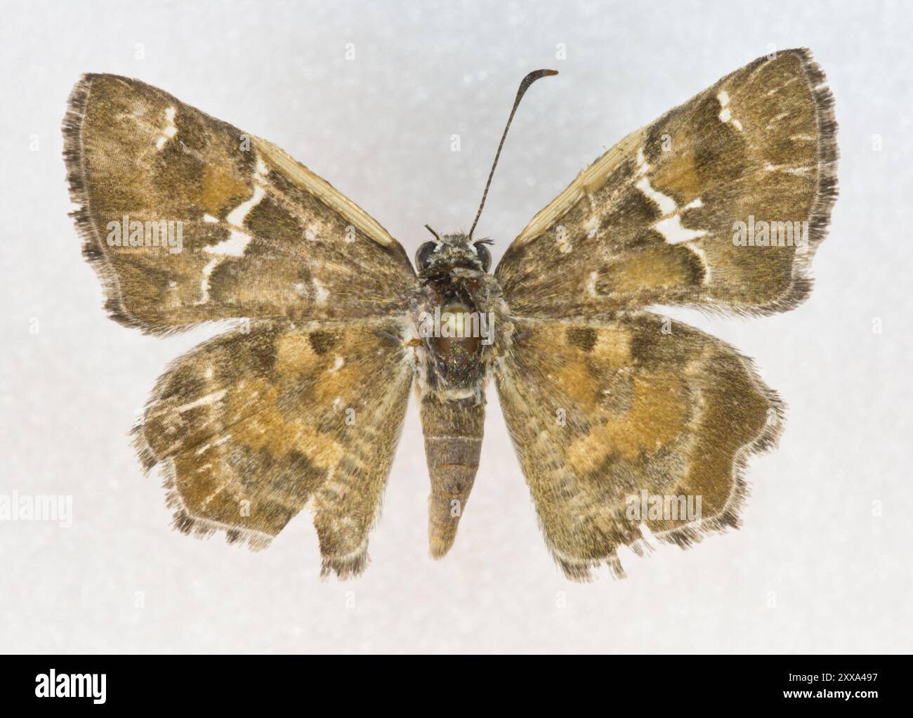 Arizona Powdered-Skipper (Systasea zampa) Insecta Stock Photo - Alamy