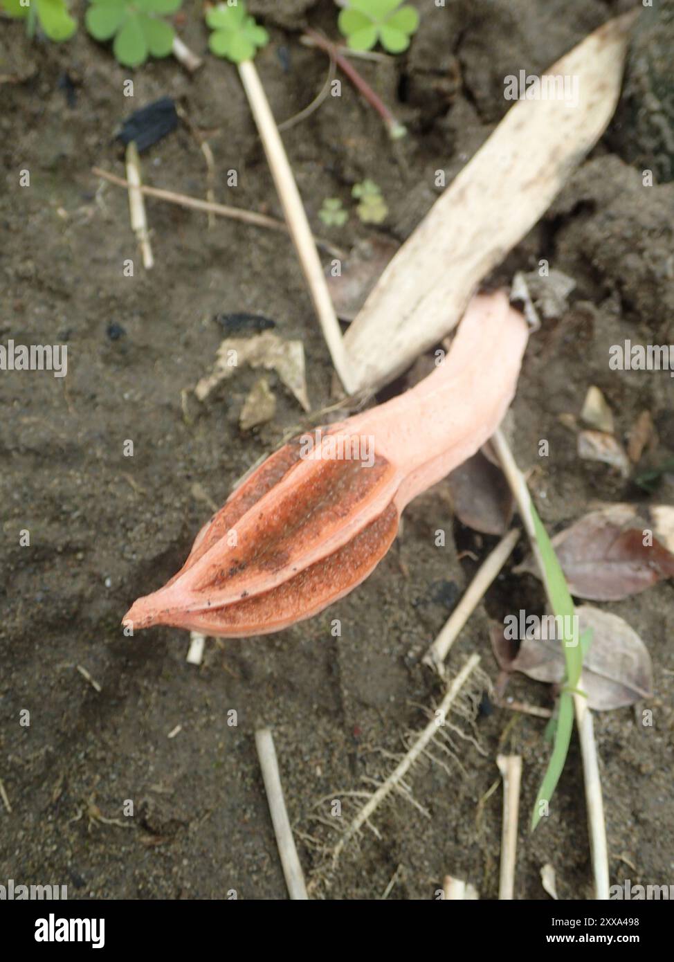 lantern stinkhorn (Lysurus mokusin) Fungi Stock Photo - Alamy