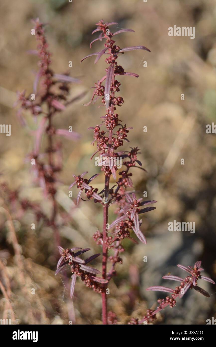 monarch redstem (Ammannia baccifera) Plantae Stock Photo - Alamy
