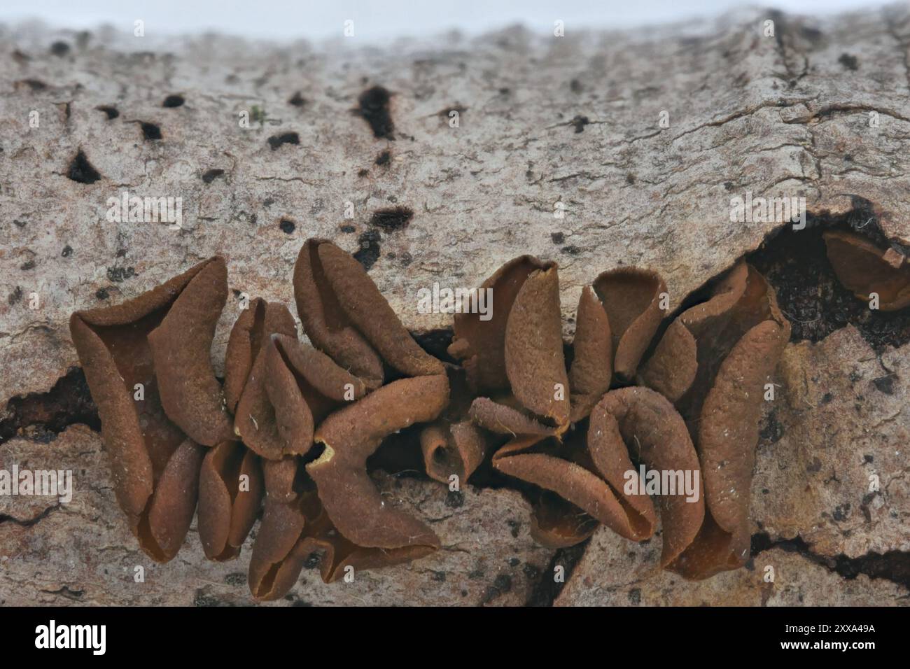 (Capronia pilosella) Fungi Stock Photo - Alamy
