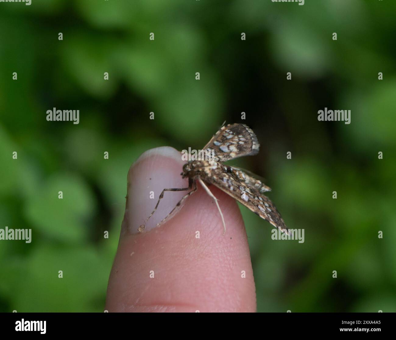 Stained-glass Moth (Samea castellalis) Insecta Stock Photo - Alamy