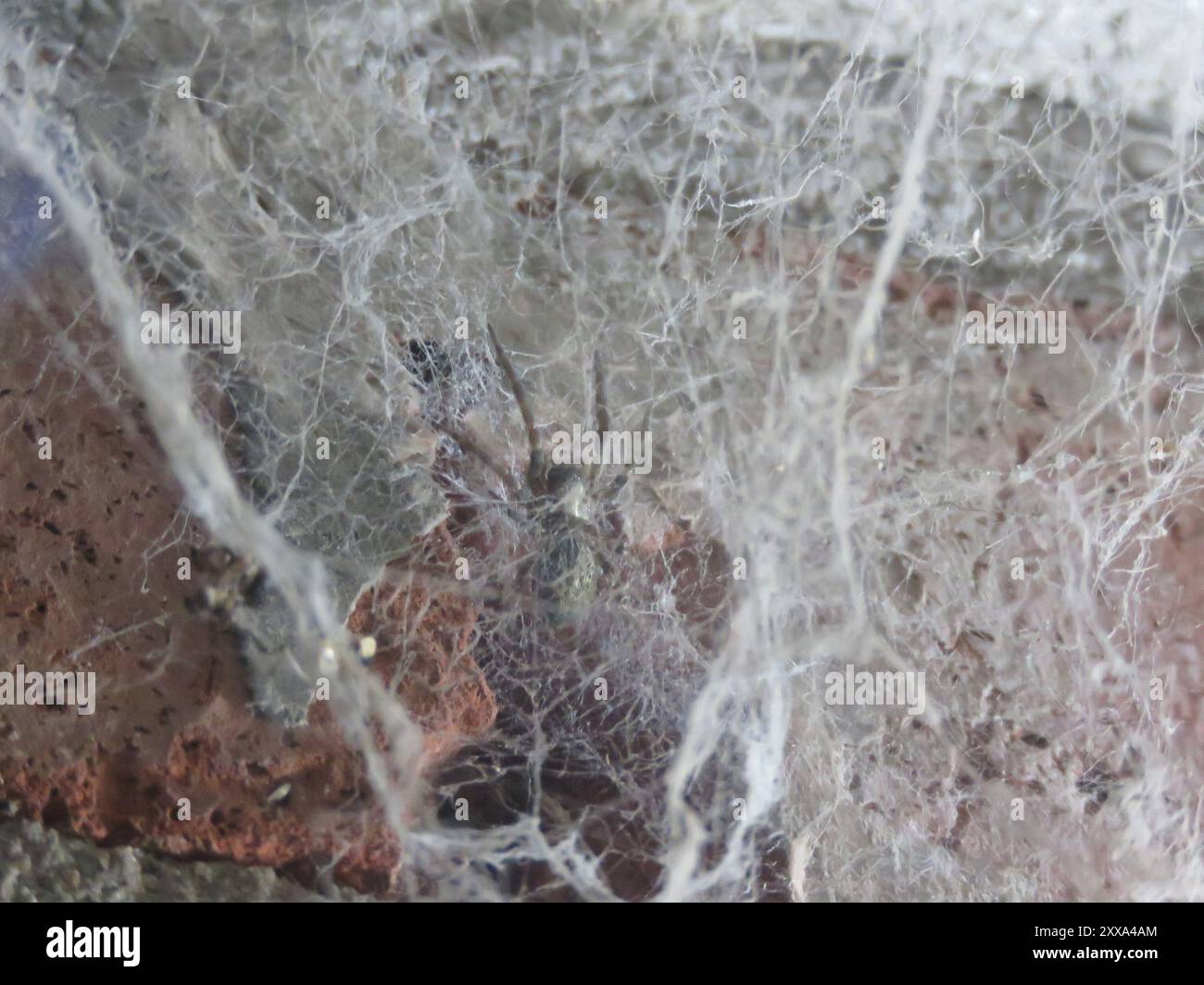 Badumna longinqua hi-res stock photography and images - Alamy