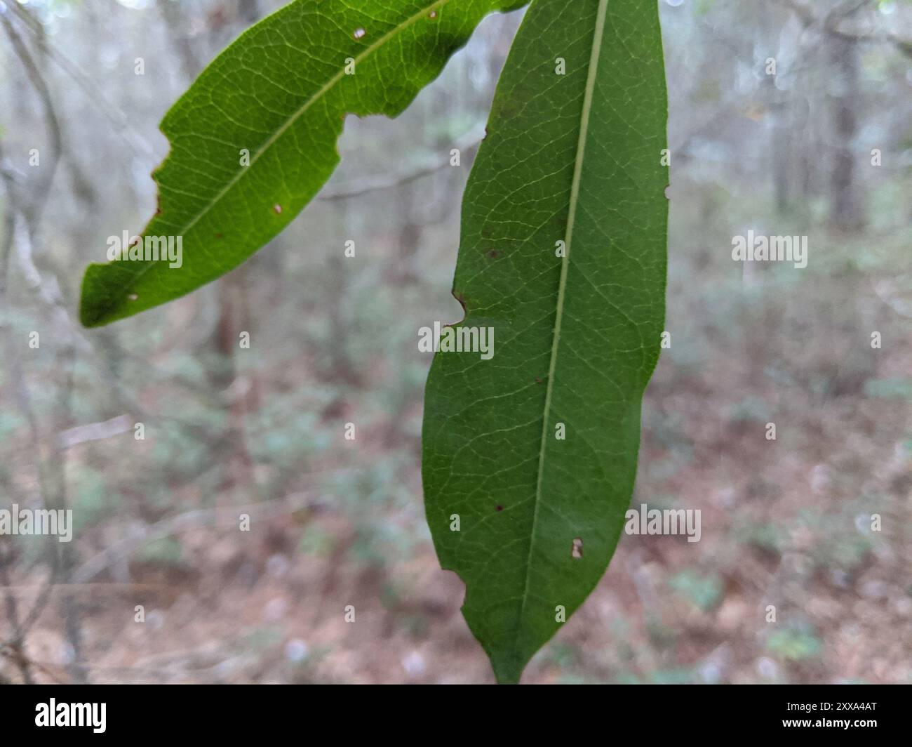 Swamp titi (Cyrilla racemiflora) Plantae Stock Photo - Alamy