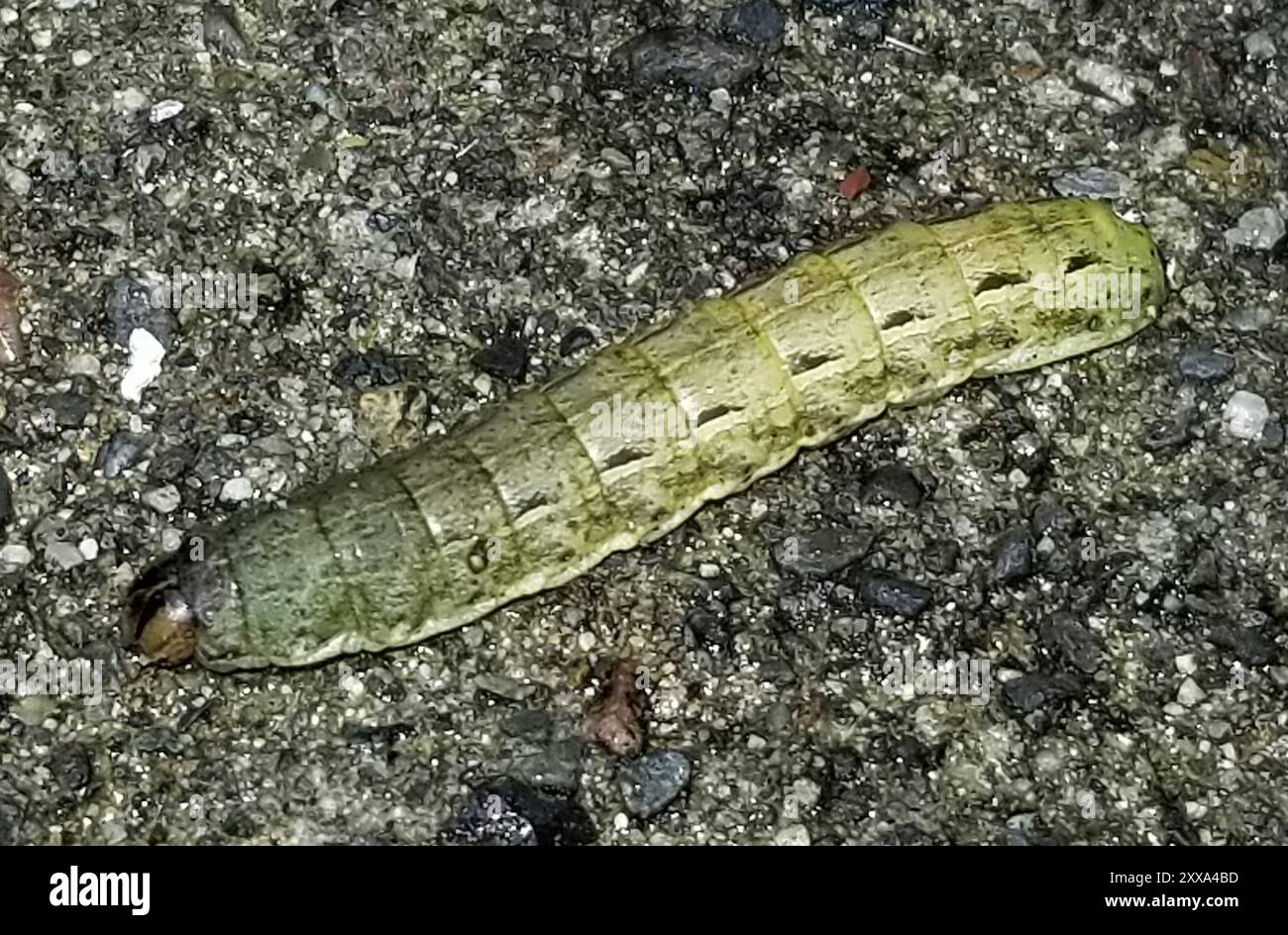 Yellow Underwings (Noctua) Insecta Stock Photo - Alamy