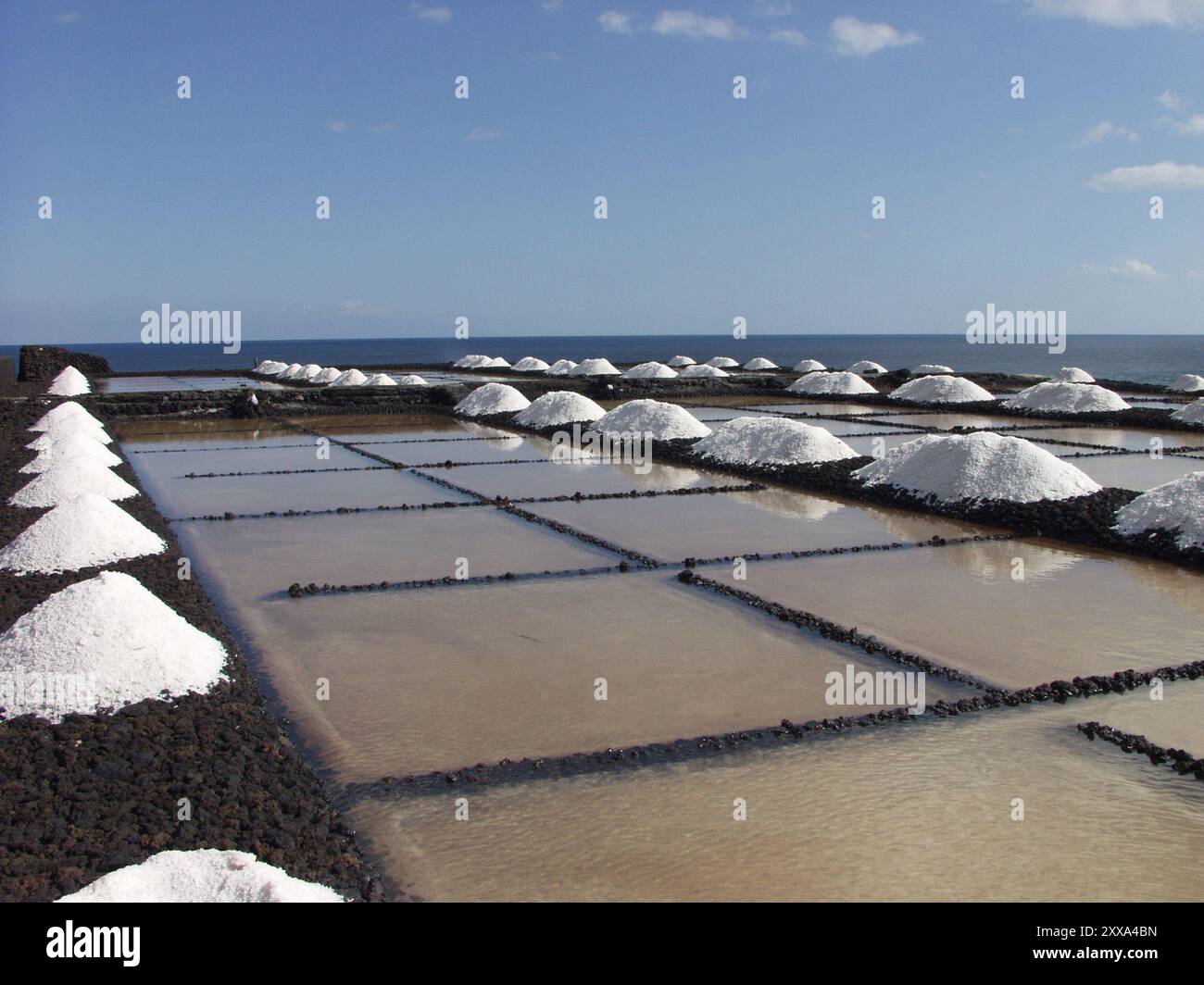(Dunaliella salina) Plantae Stock Photo - Alamy