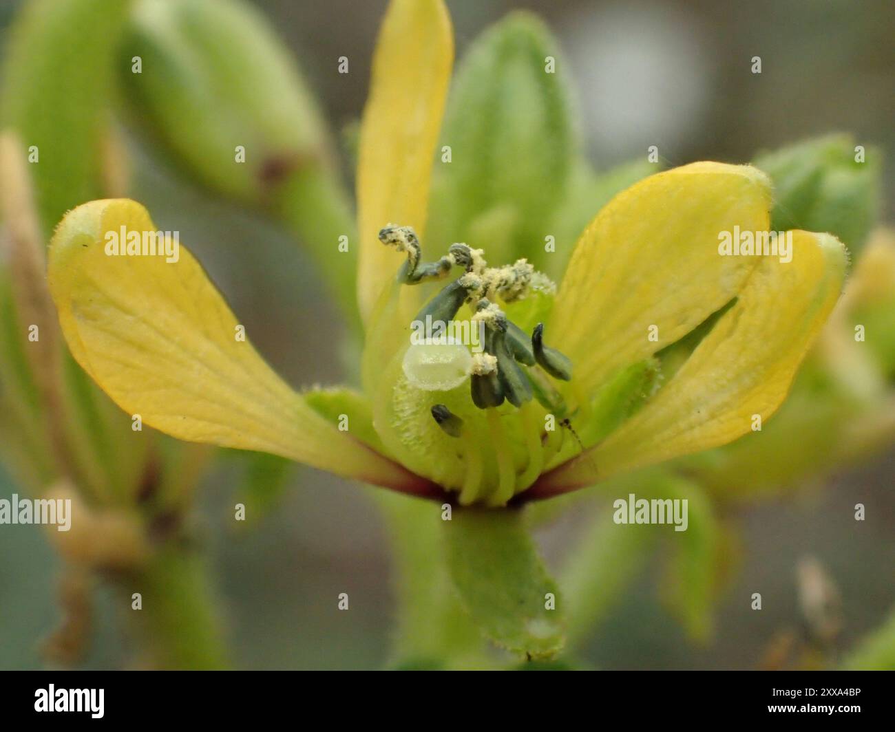 Asian spiderflower (Cleome viscosa) Plantae Stock Photo - Alamy