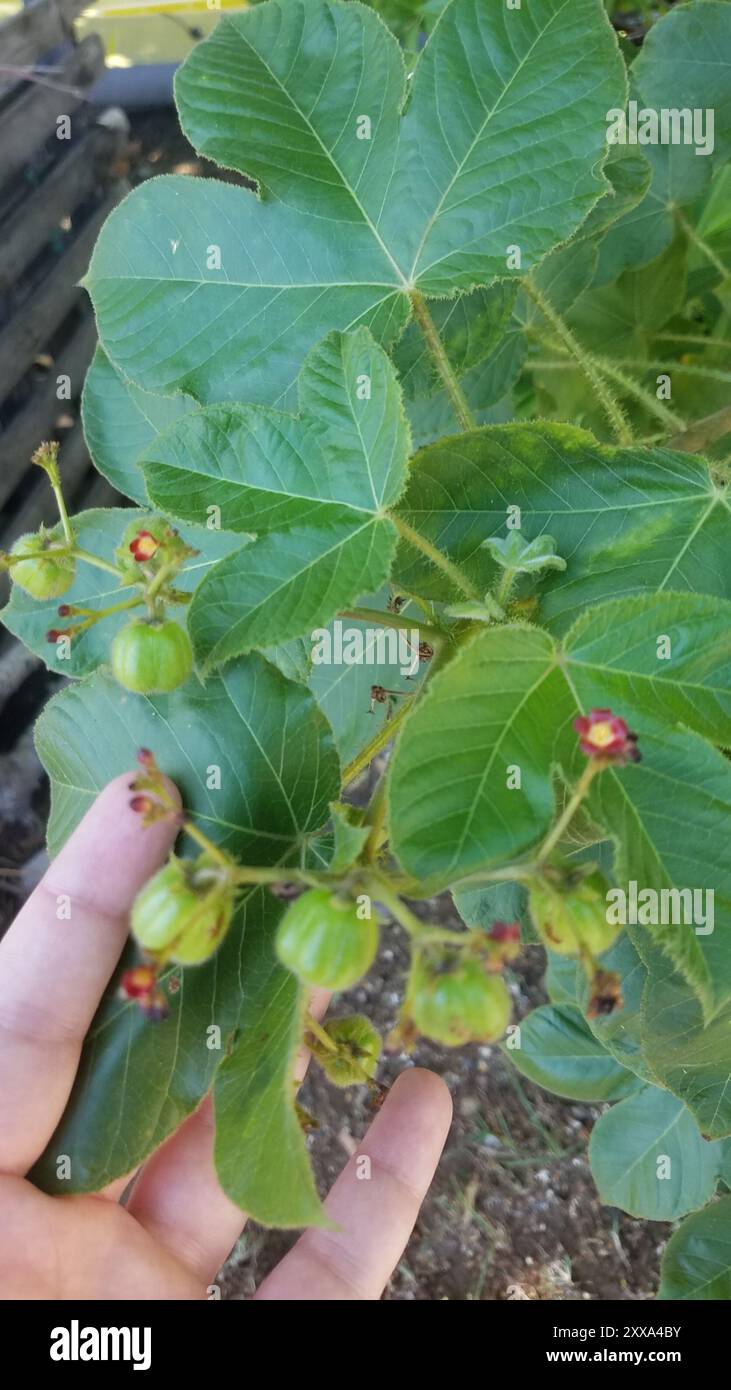 Bellyache Bush (Jatropha gossypiifolia) Plantae Stock Photo - Alamy