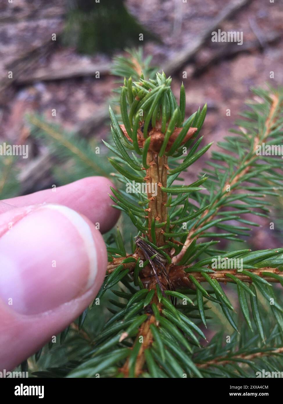 spruces (Picea) Plantae Stock Photo - Alamy