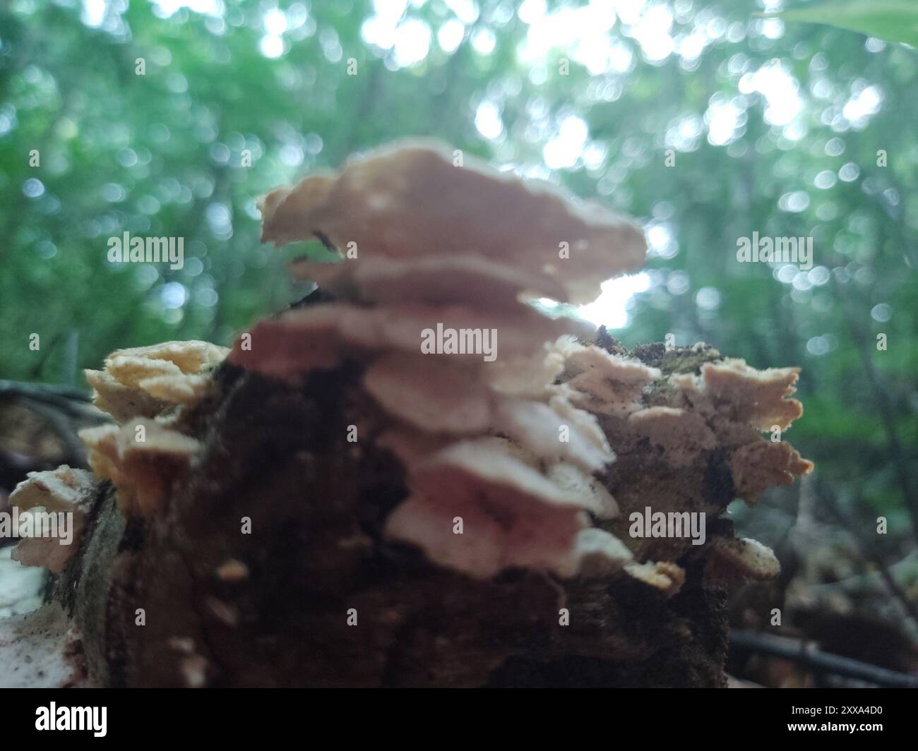 bracket fungi (Polyporaceae) Fungi Stock Photo - Alamy
