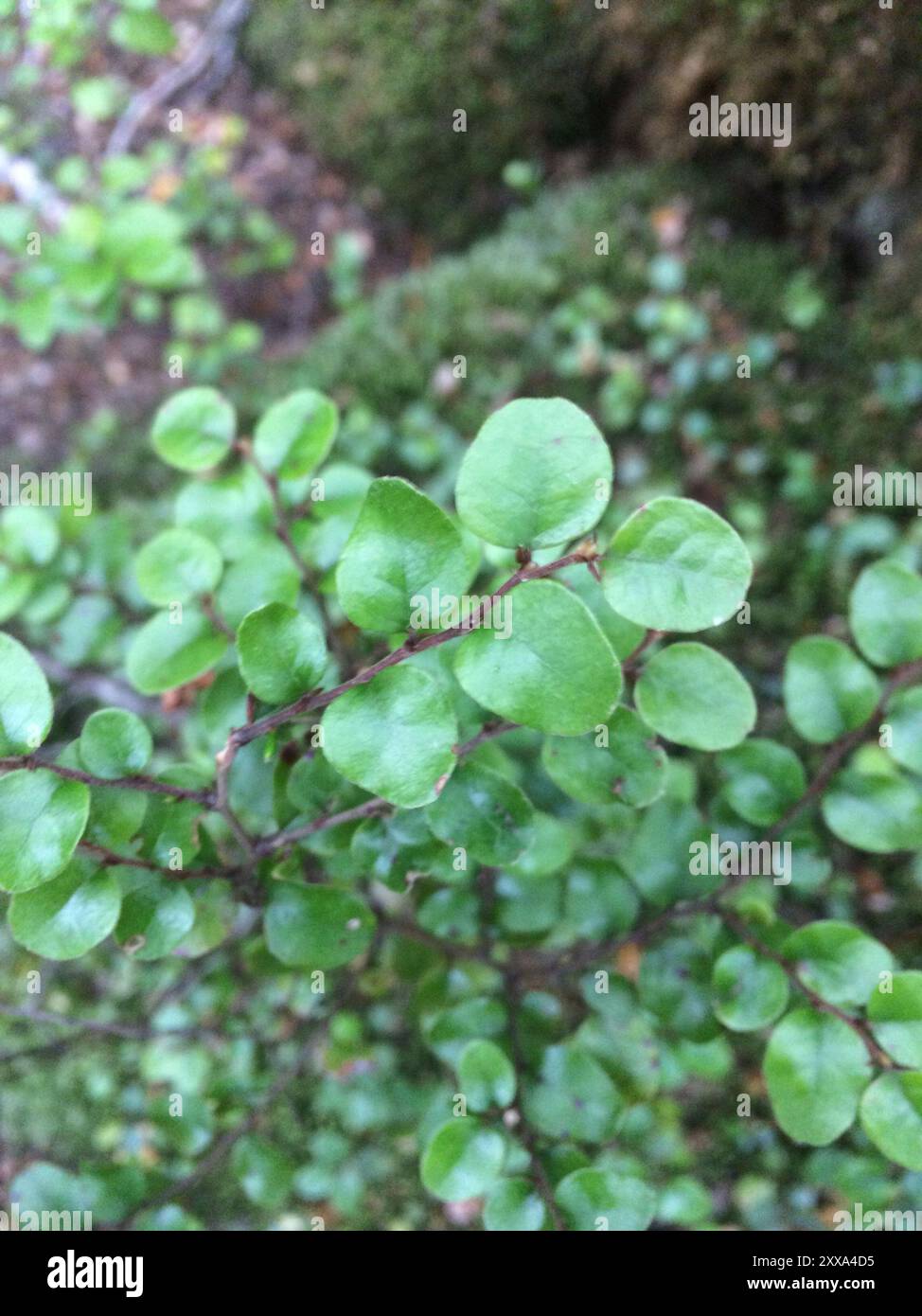 Mountain beech (Nothofagus cliffortioides) Plantae Stock Photo - Alamy