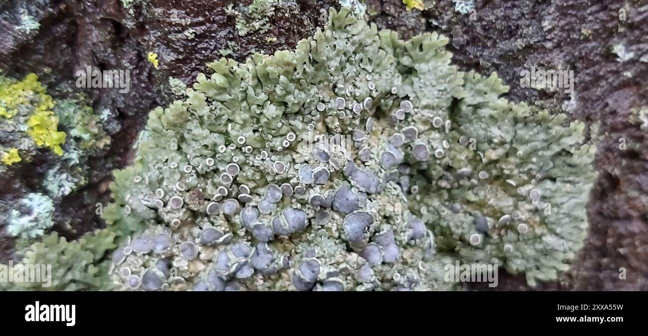 (Physconia distorta) Fungi Stock Photo - Alamy