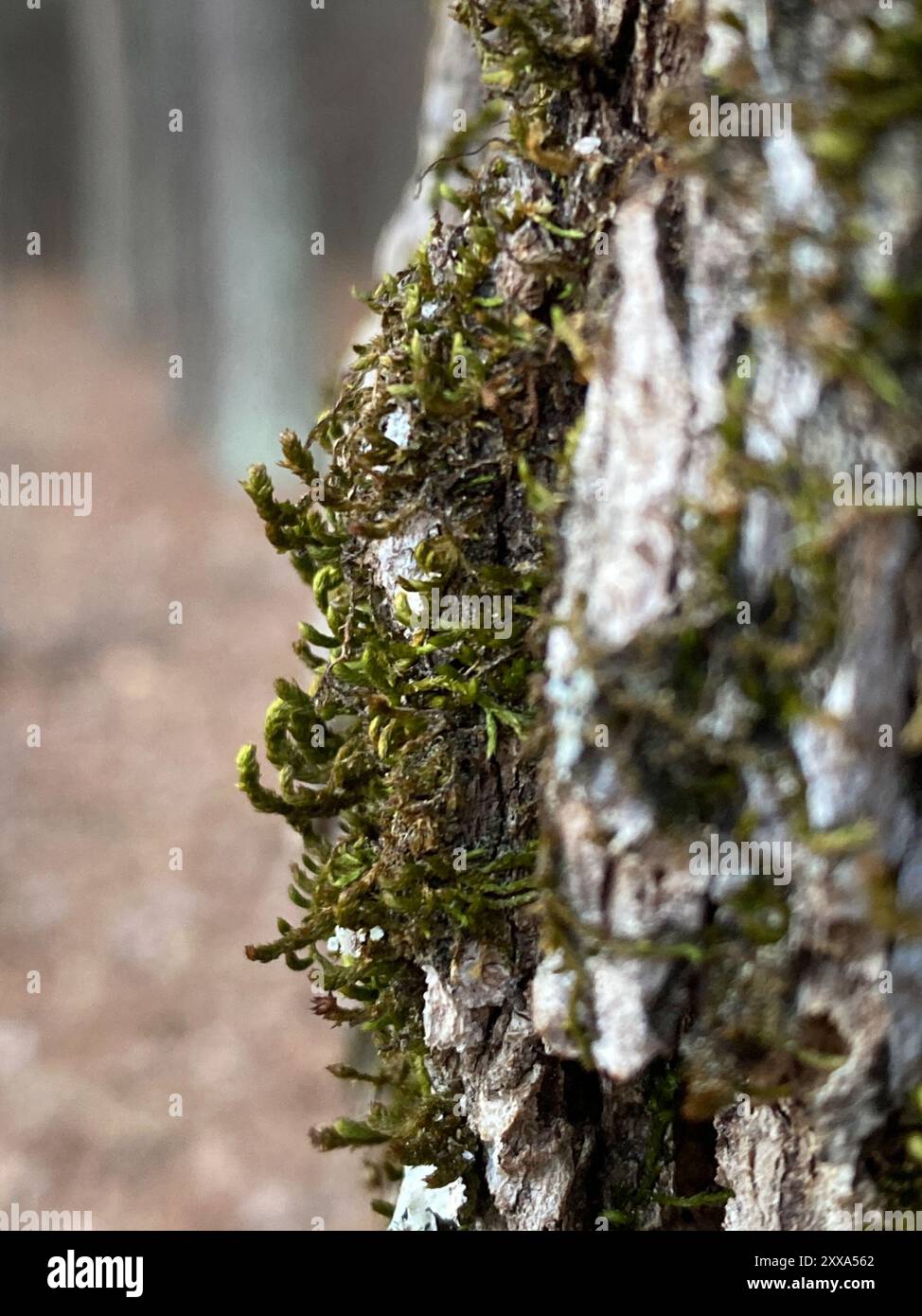 smooth hook moss (Leucodon julaceus) Plantae Stock Photo - Alamy