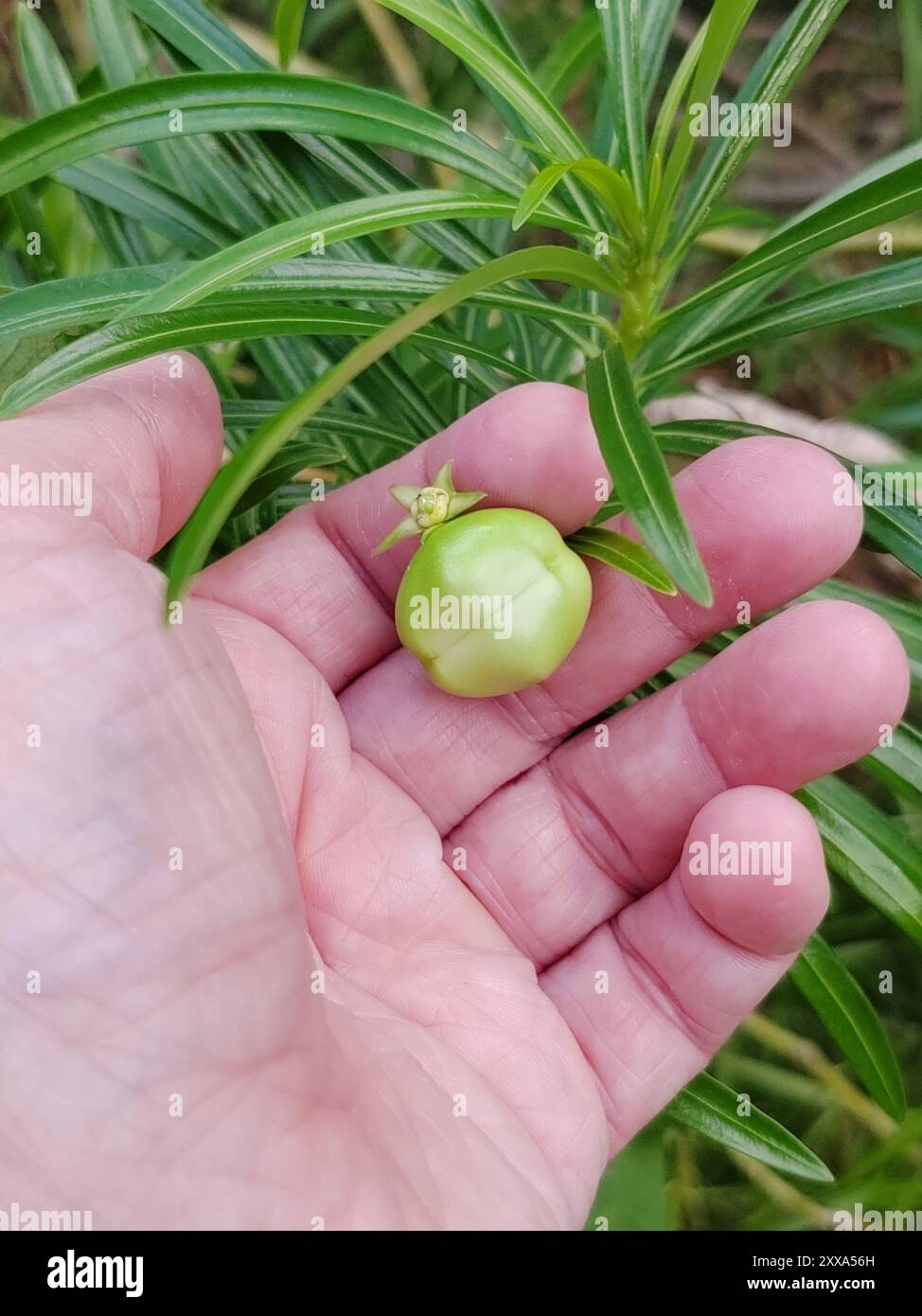 Be-still tree (Cascabela thevetia) Plantae Stock Photo - Alamy