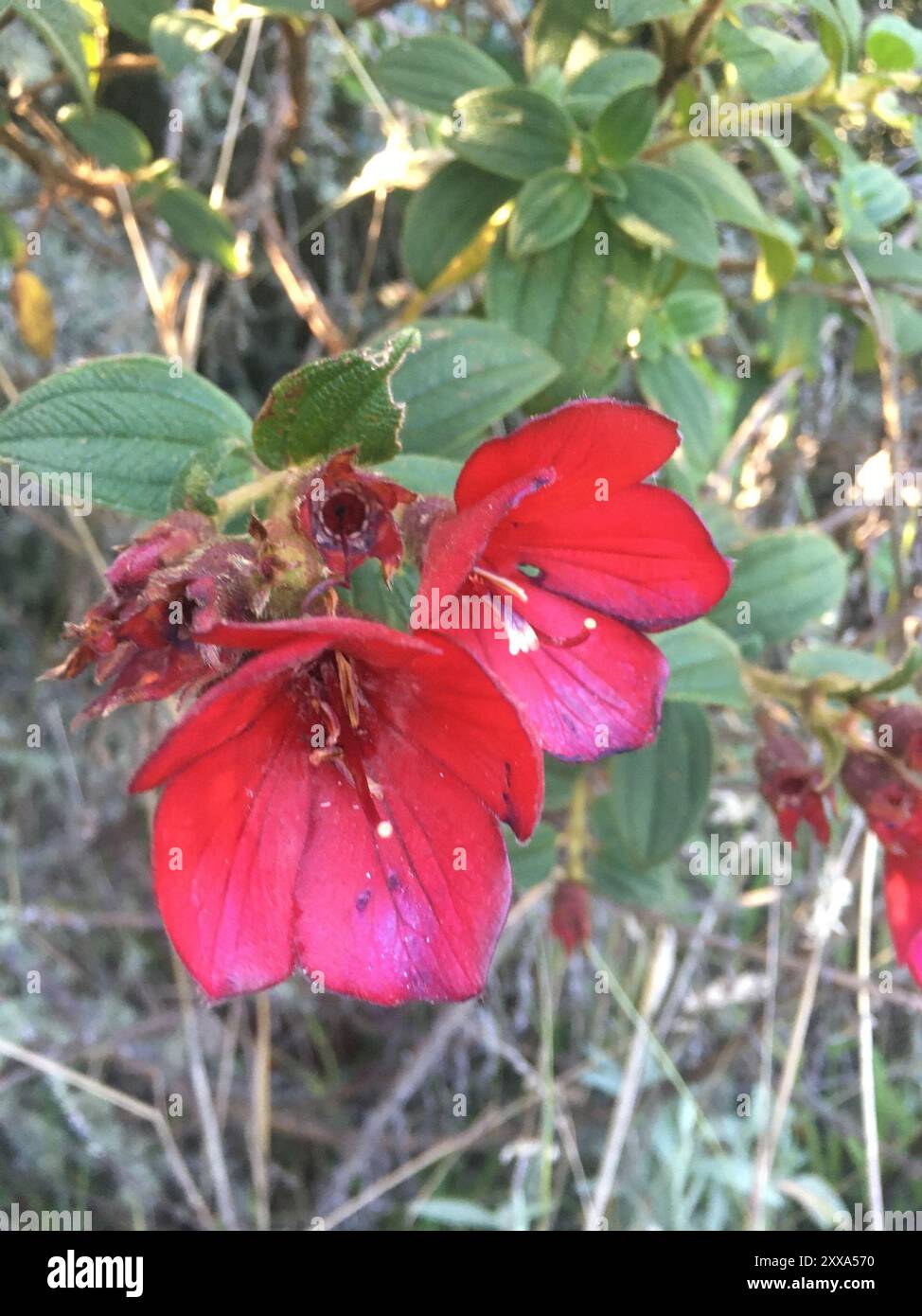 Red Princess Flower (Chaetogastra grossa) Plantae Stock Photo - Alamy