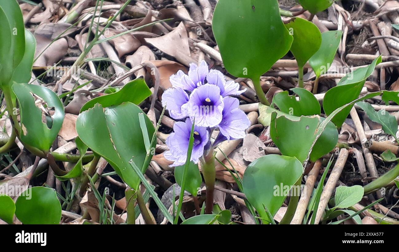 anchored water hyacinth (Pontederia azurea) Plantae Stock Photo - Alamy
