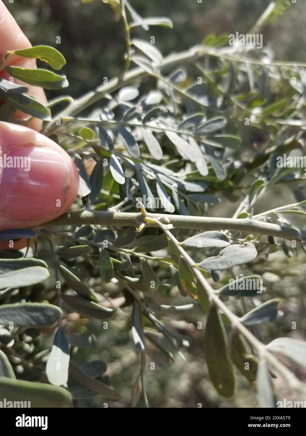 desert ironwood (Olneya tesota) Plantae Stock Photo - Alamy