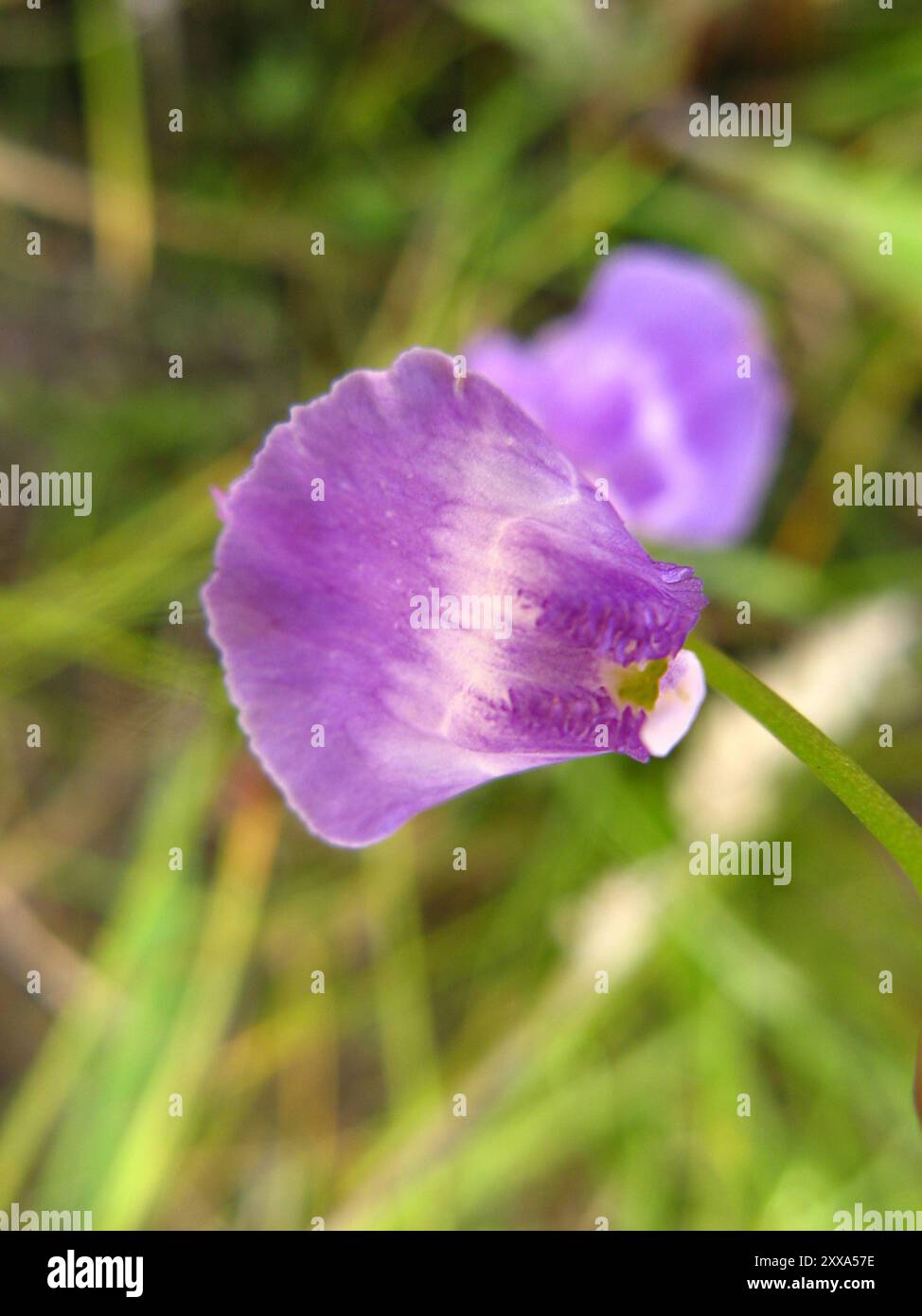 Lead Bladderwort (Utricularia livida) Plantae Stock Photo - Alamy