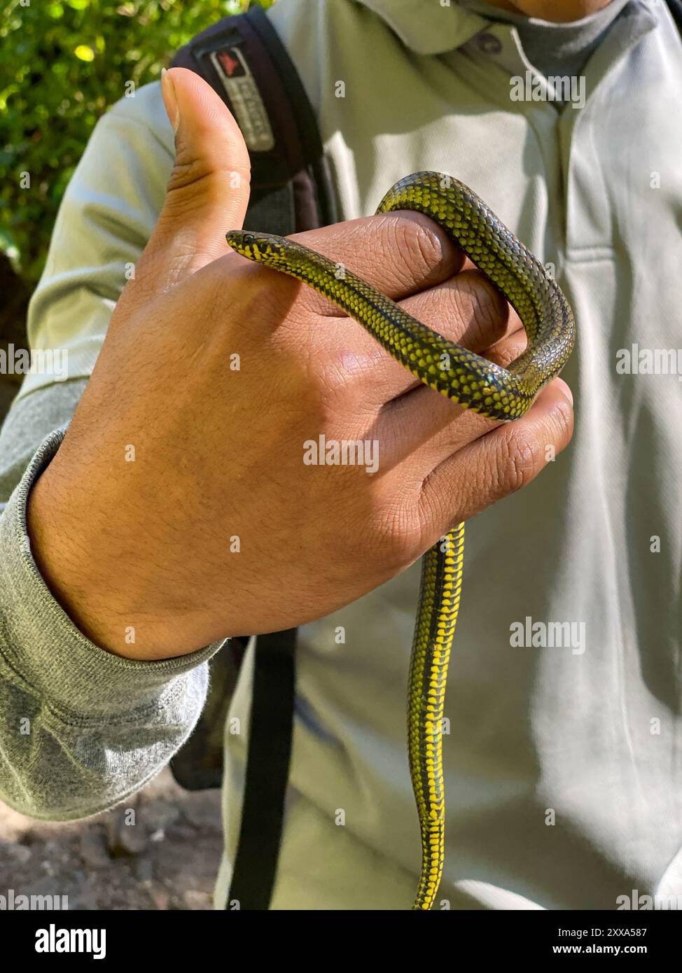 Thick graceful brown snake hi-res stock photography and images - Alamy