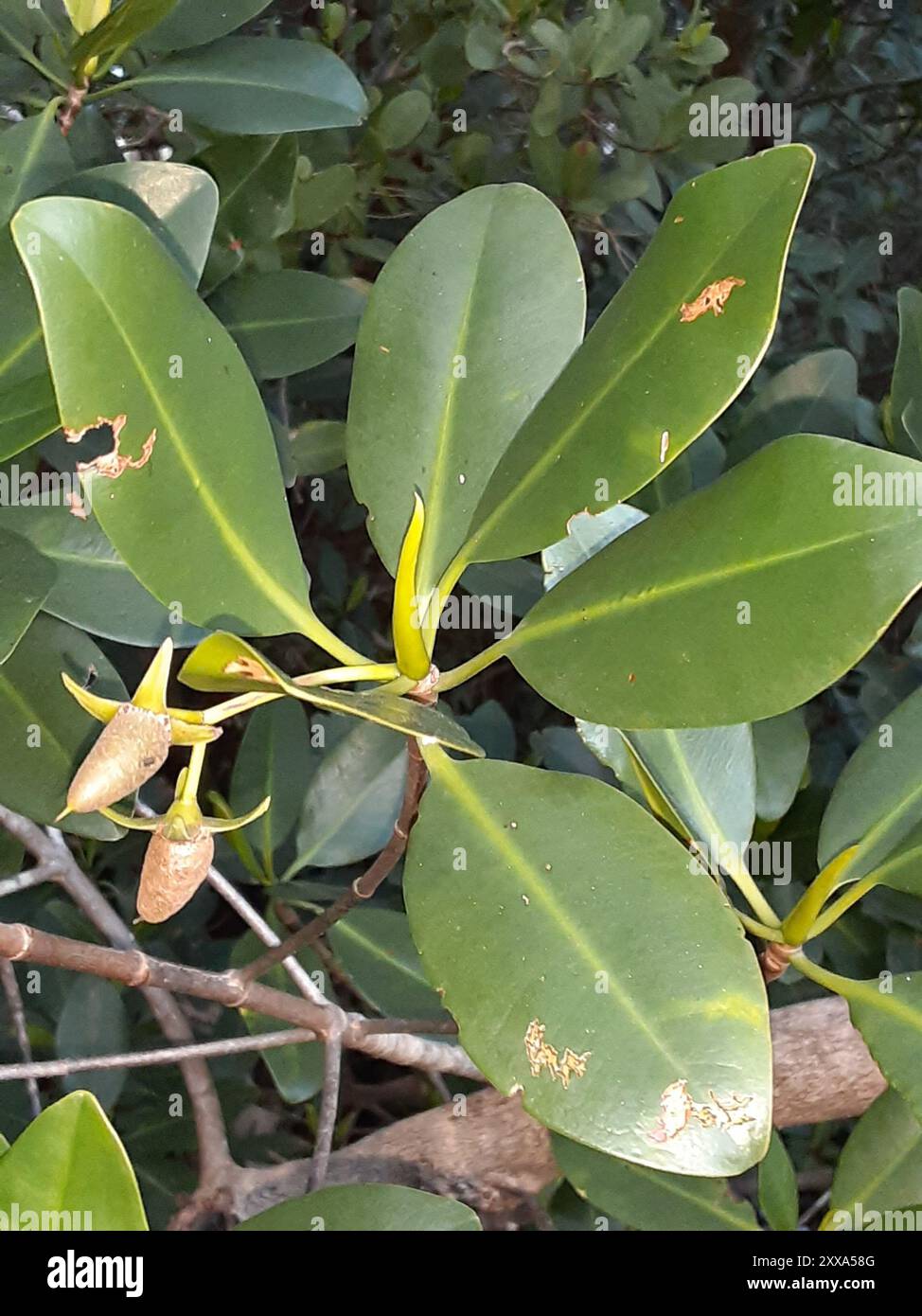 red mangrove (Rhizophora mangle) Plantae Stock Photo - Alamy