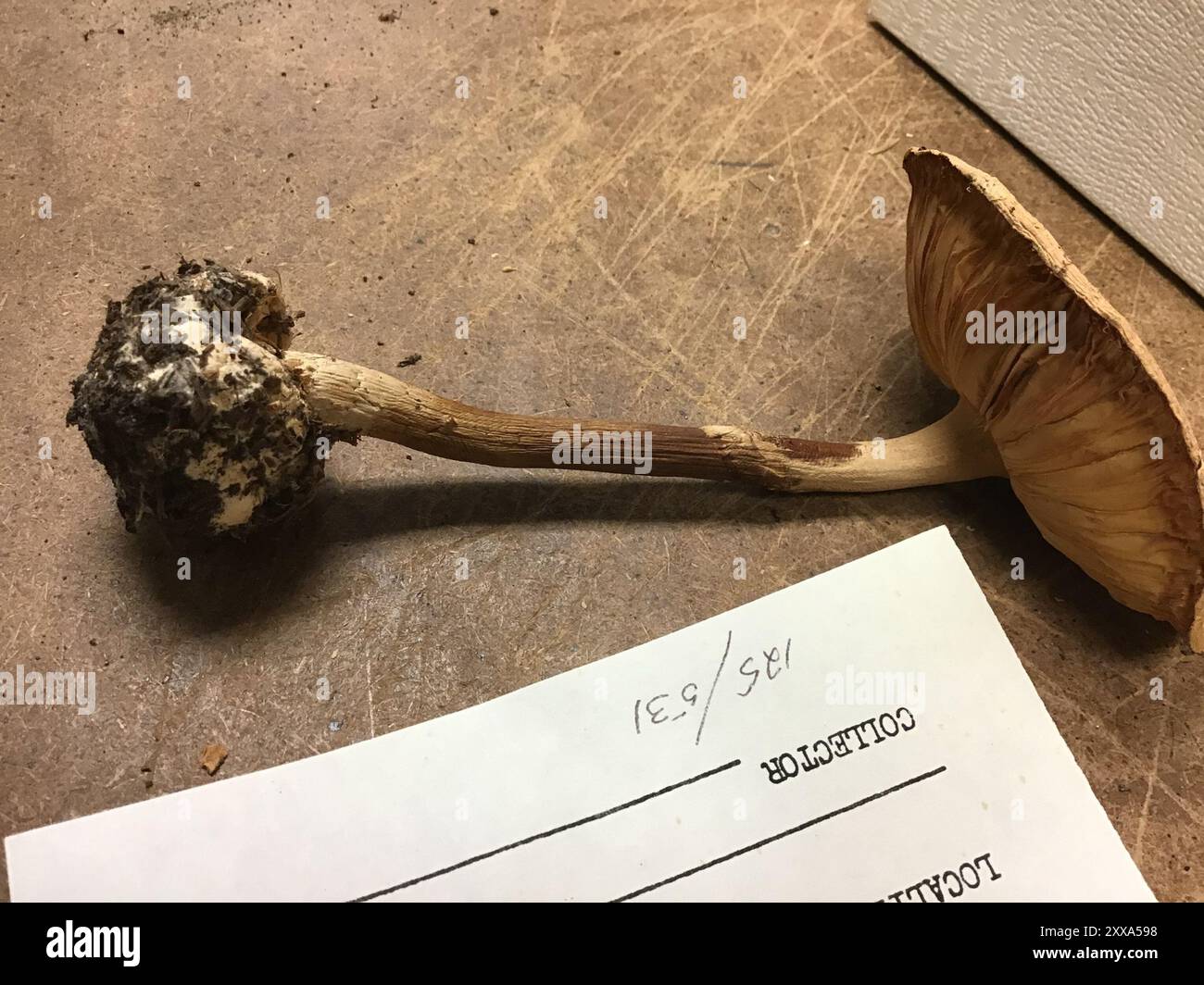 Coker's Lavender Staining Amanita (Amanita lavendula) Fungi Stock Photo ... Coker's Lavender Staining Amanita (Amanita lavendula) Fungi Stock Photo ...