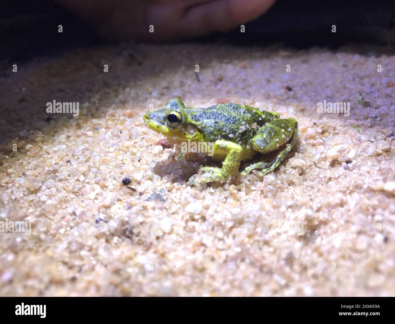 Fuscous-blotched Snouted Tree Frog (Scinax fuscovarius) Amphibia Stock ...