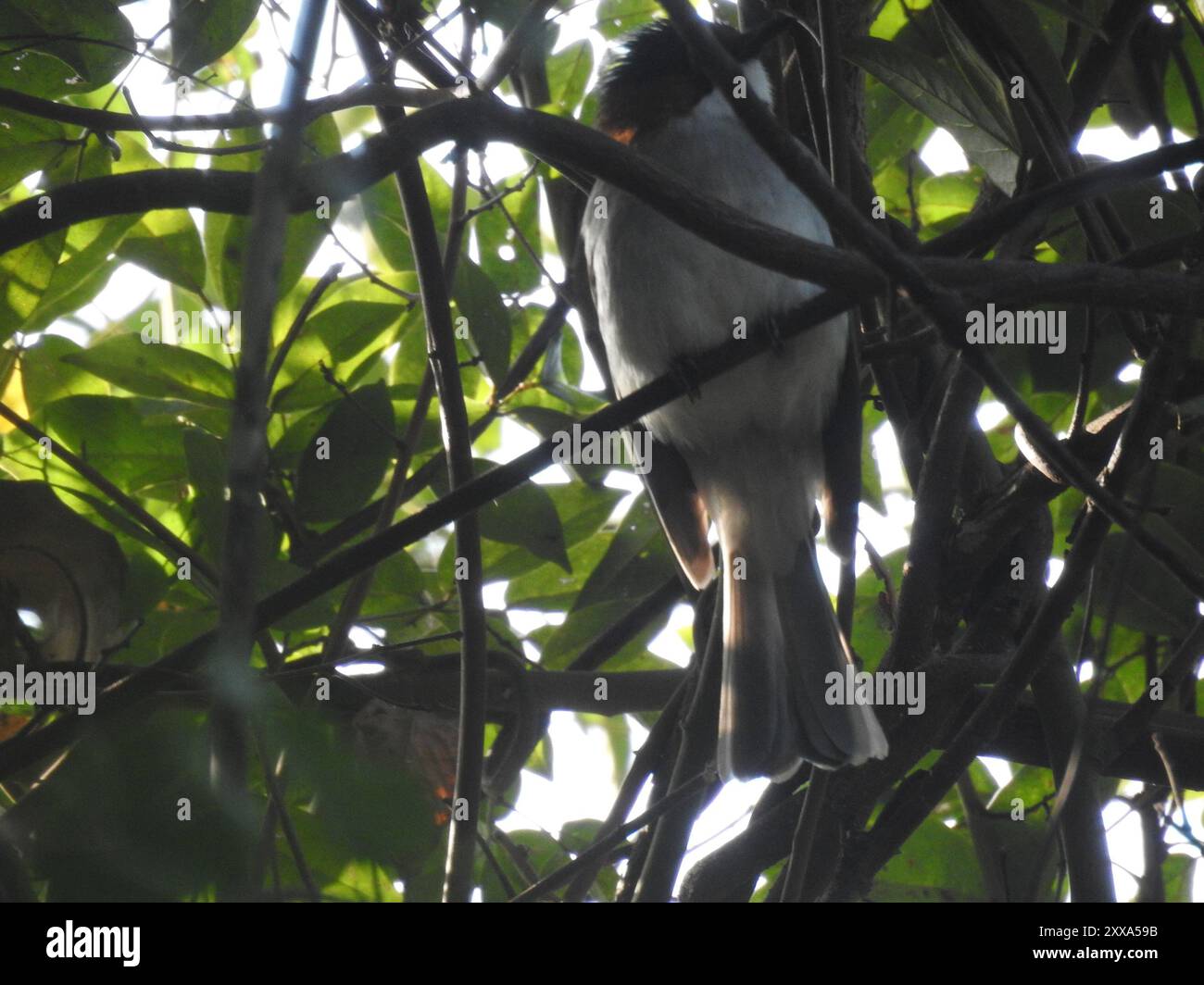 Chestnut Bulbul (Hemixos castanonotus) Aves Stock Photo - Alamy