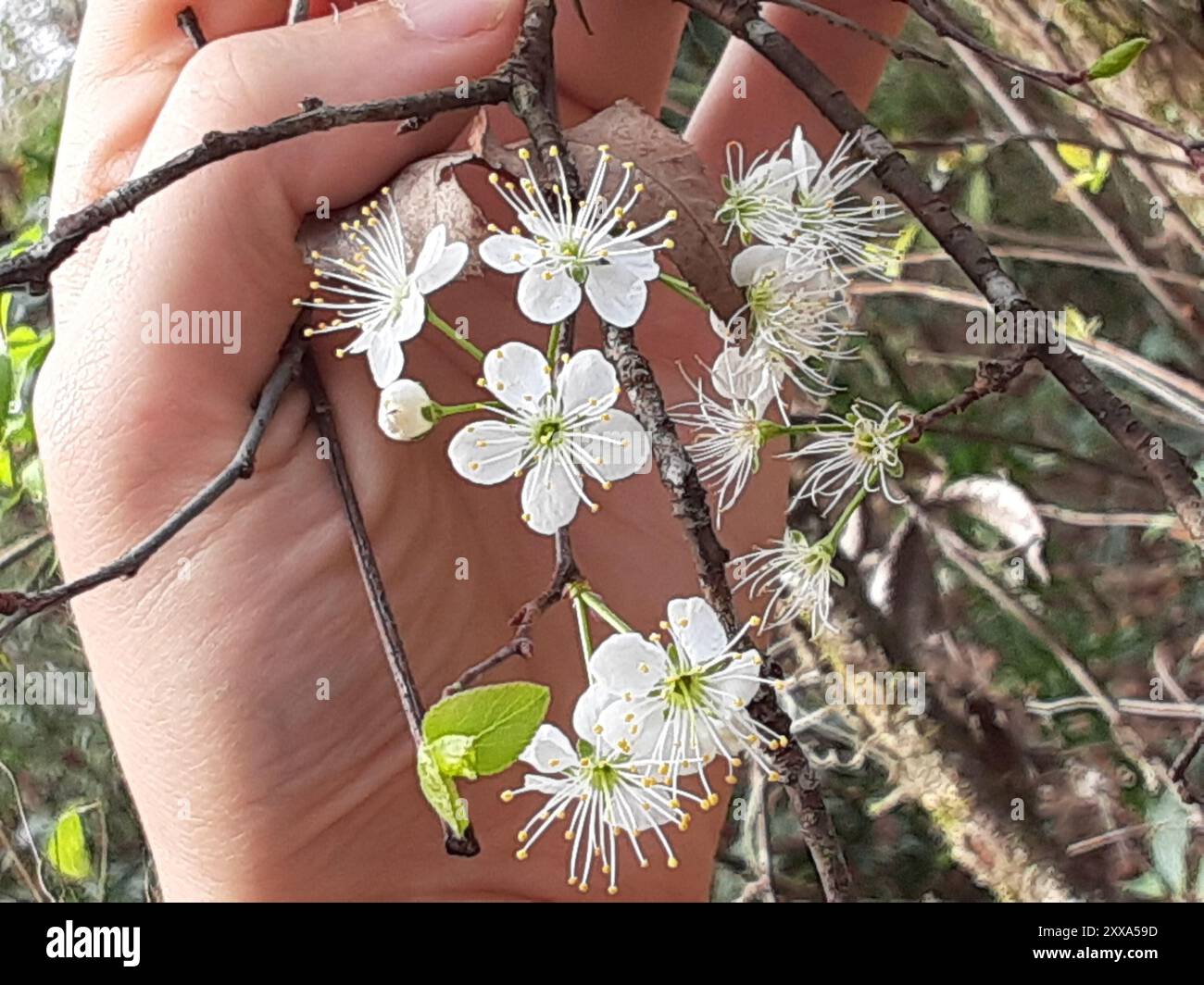 Chickasaw plum (Prunus angustifolia) Plantae Stock Photo - Alamy