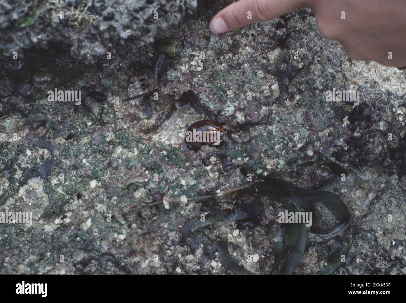 Lynx Cowry (Lyncina lynx) Mollusca Stock Photo - Alamy