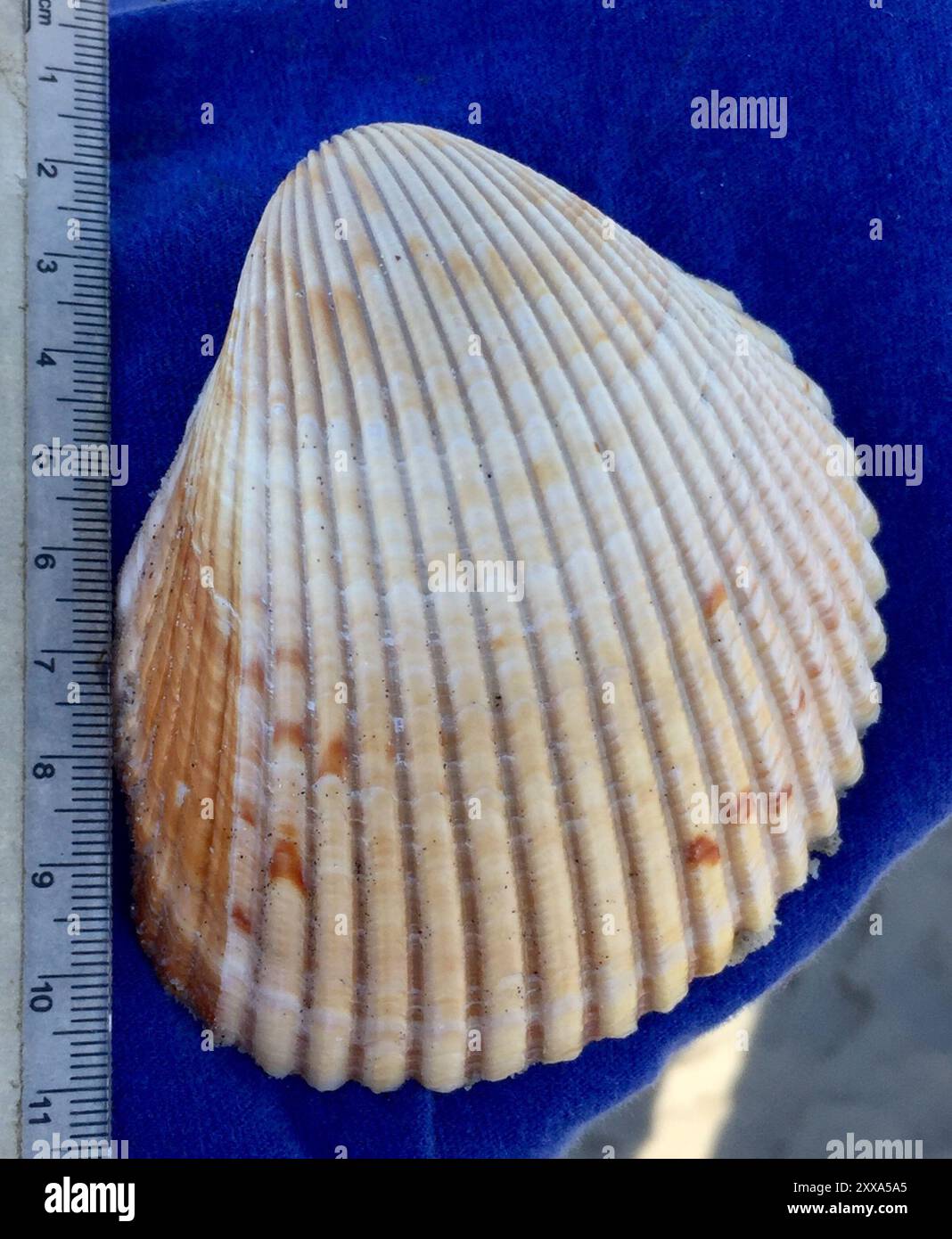 Giant Atlantic Cockle (Dinocardium robustum) Mollusca Stock Photo - Alamy