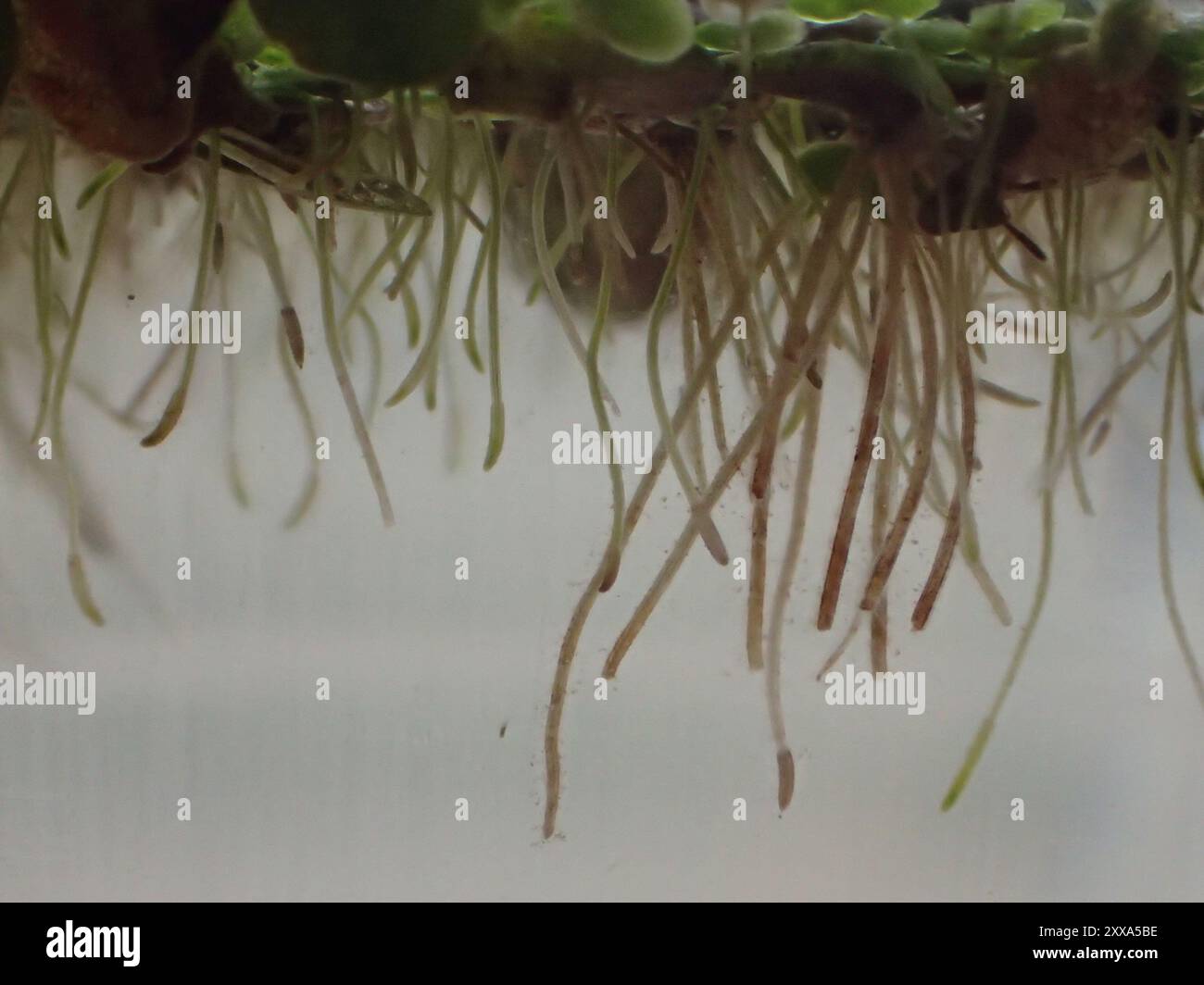 greater duckweed (Spirodela polyrhiza) Plantae Stock Photo - Alamy